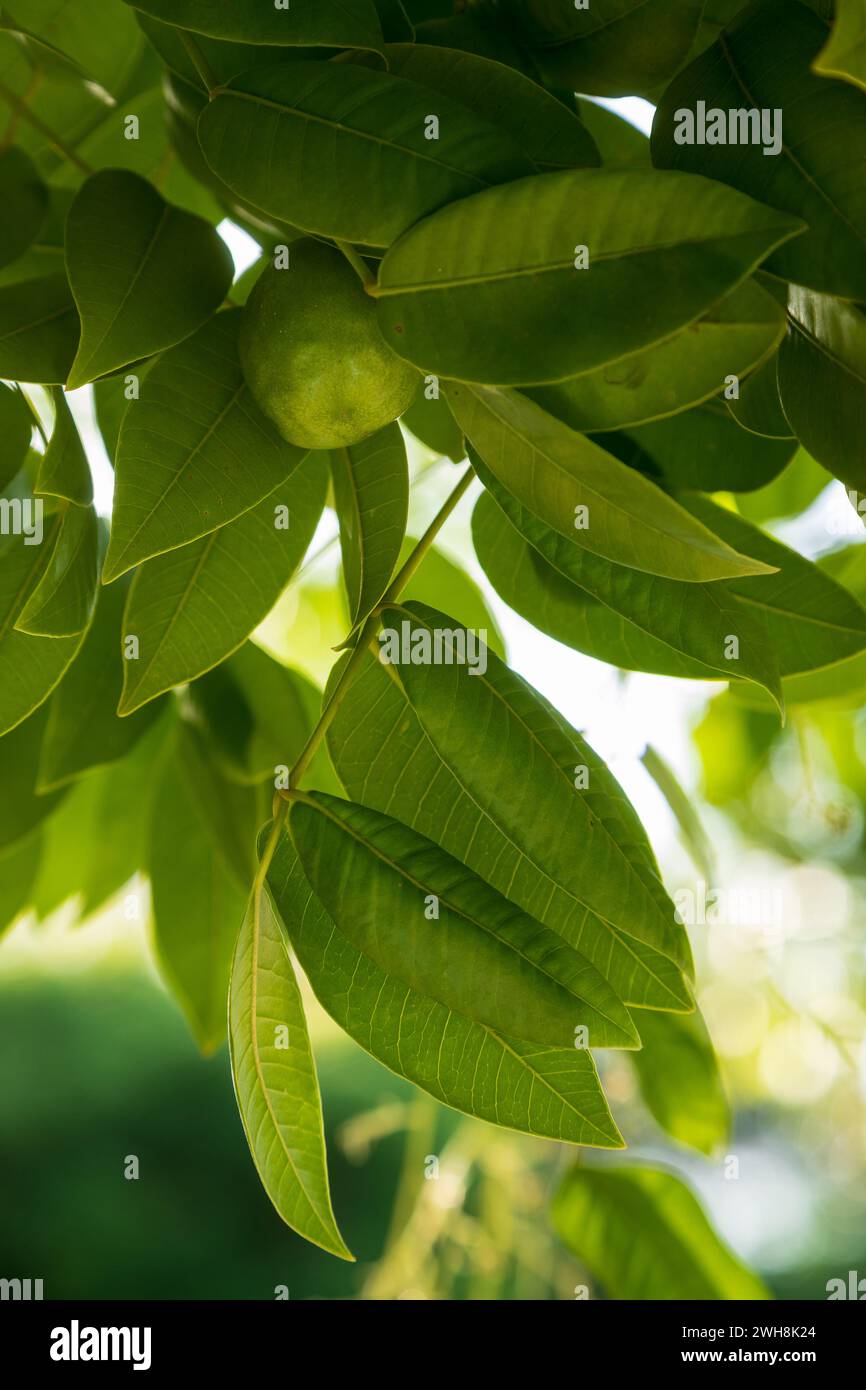 Umbu fruit spondias tuberosa brazil Banque de photographies et d’images ...