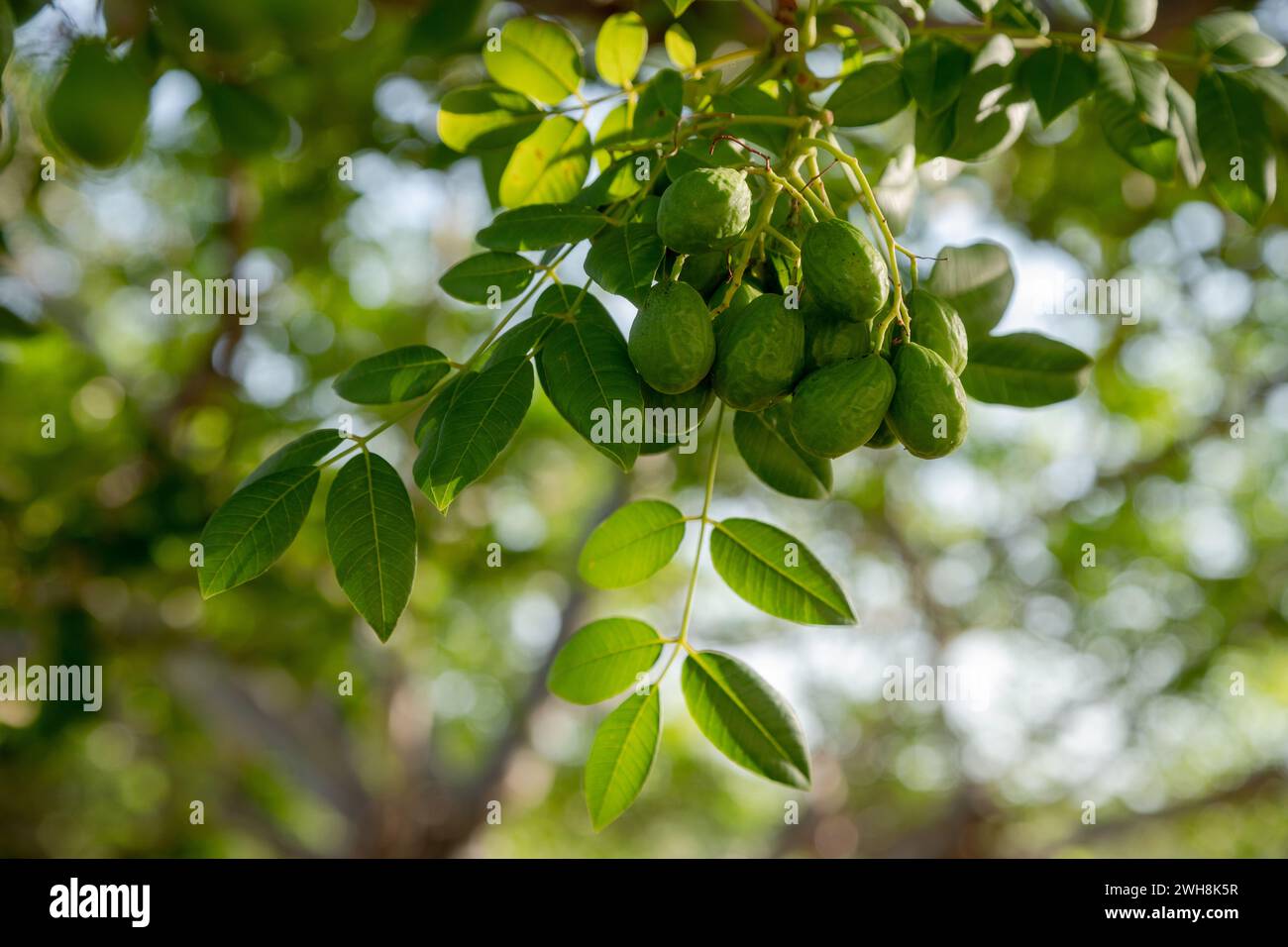 Umbu fruit spondias tuberosa brazil Banque de photographies et d’images ...
