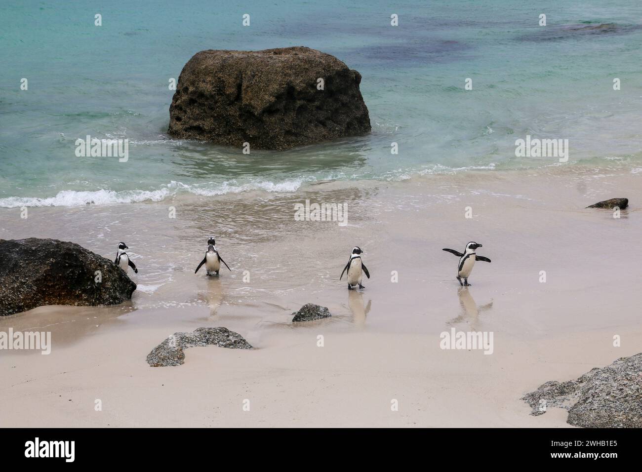 Manchots sur la plage Banque de photographies et d’images à haute ...