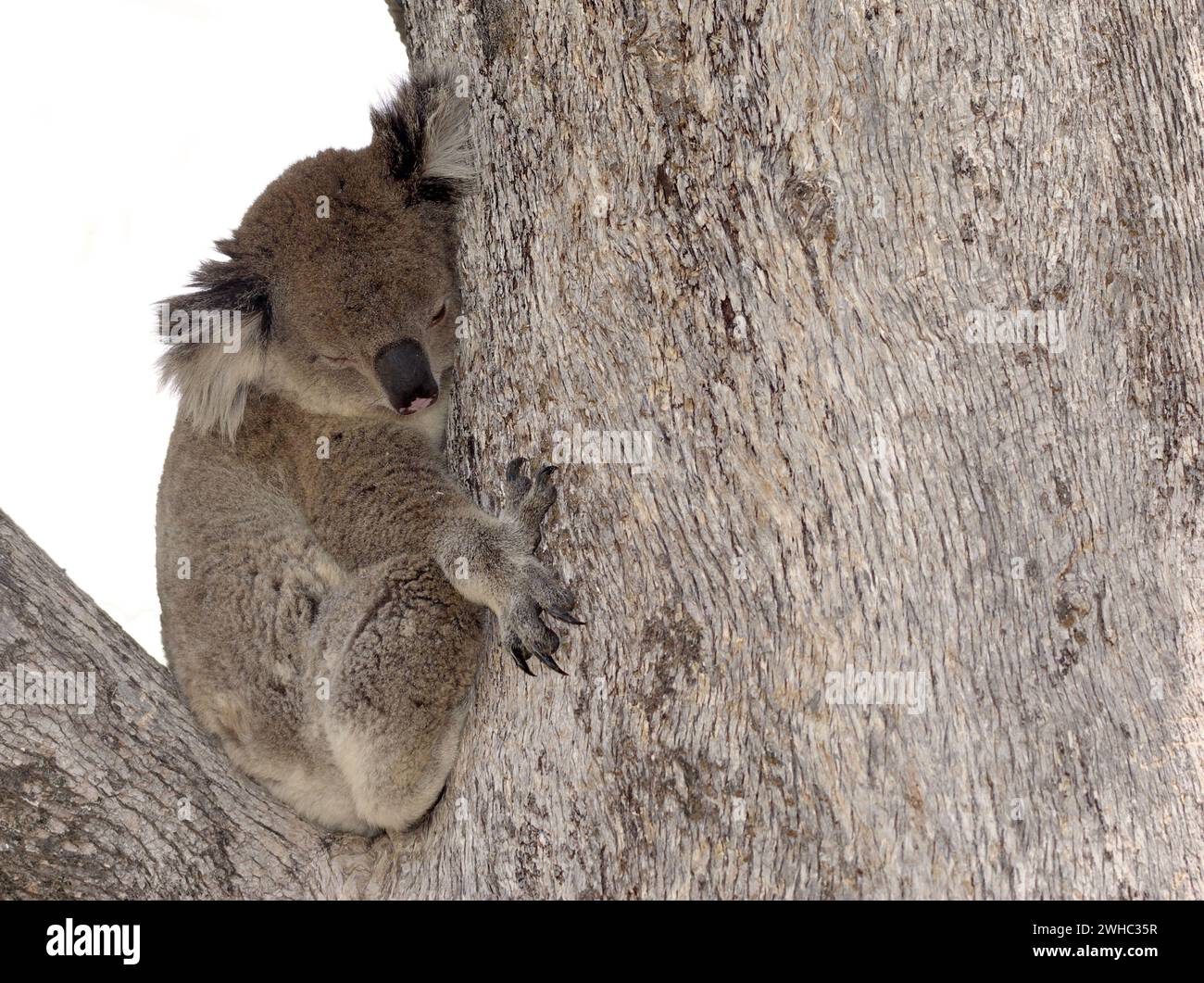 Koala camouflage Banque de photographies et d’images à haute résolution - Alamy