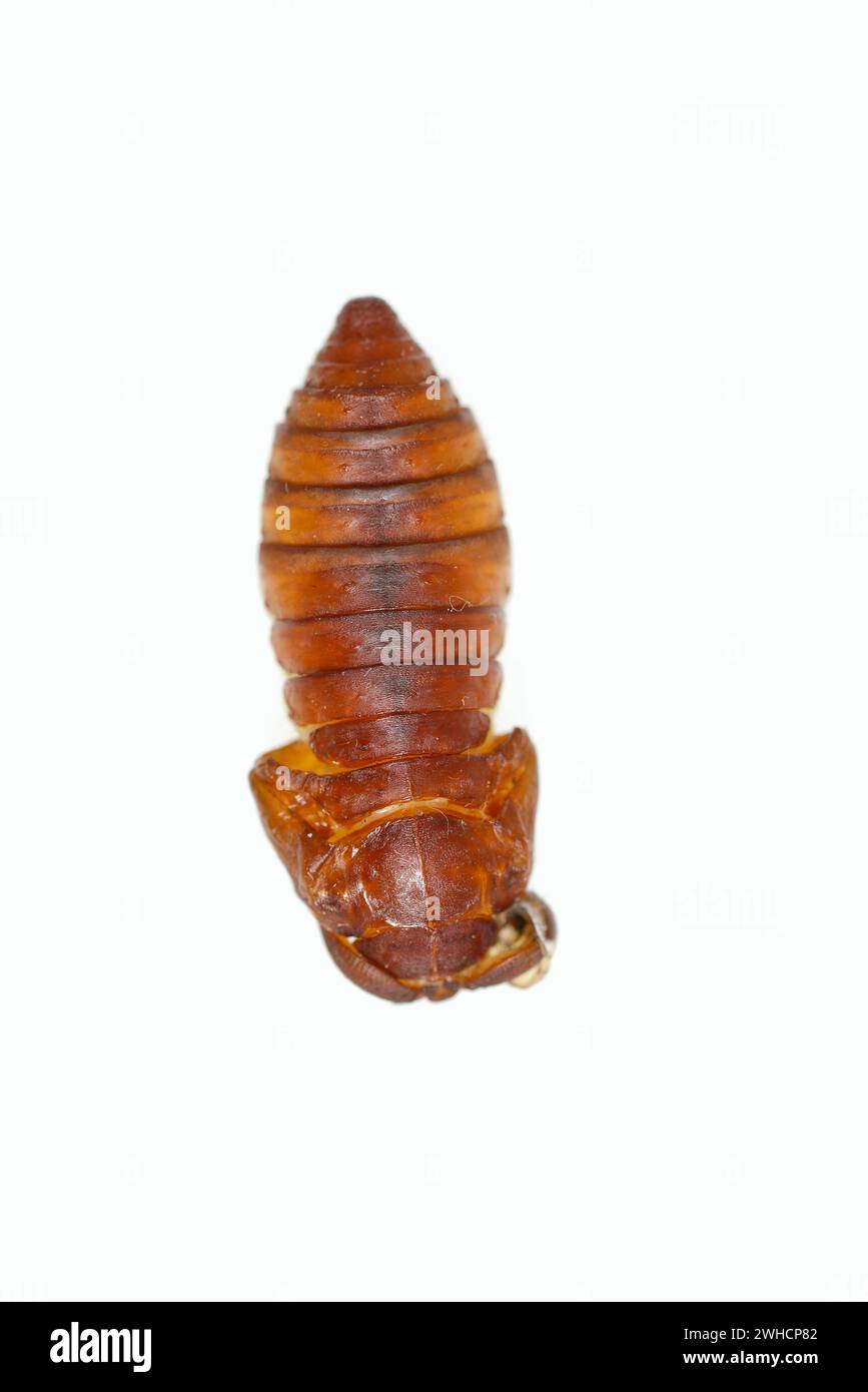 Cynthia moth Banque d'images détourées - Alamy