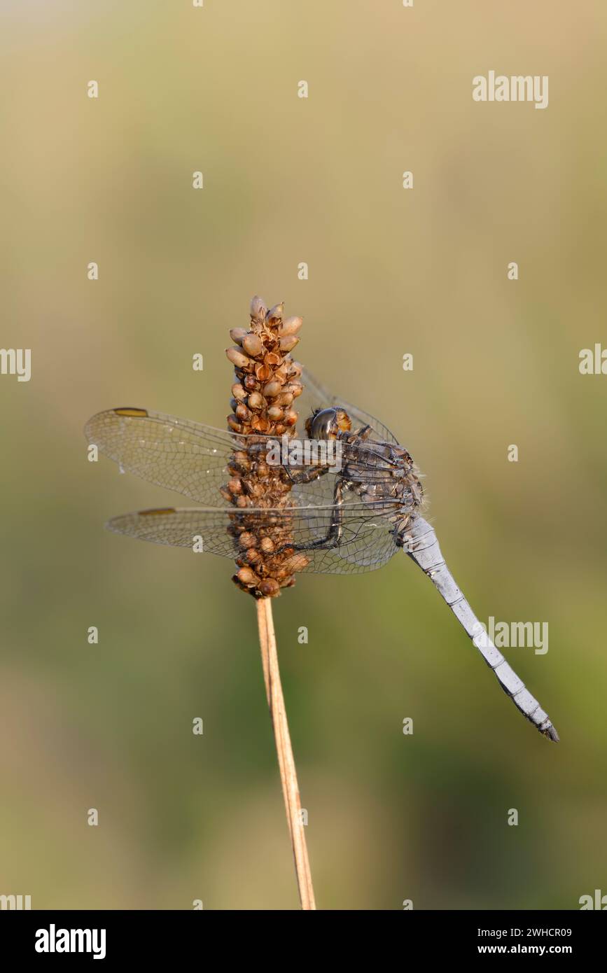 Flèche bleue Banque de photographies et d’images à haute résolution - Alamy