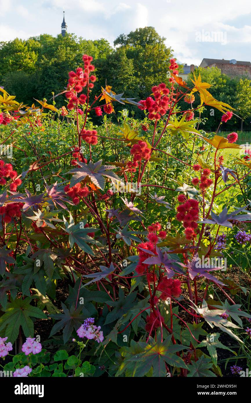 Castor oil plant poisonous ricin poison Banque de photographies et d ...