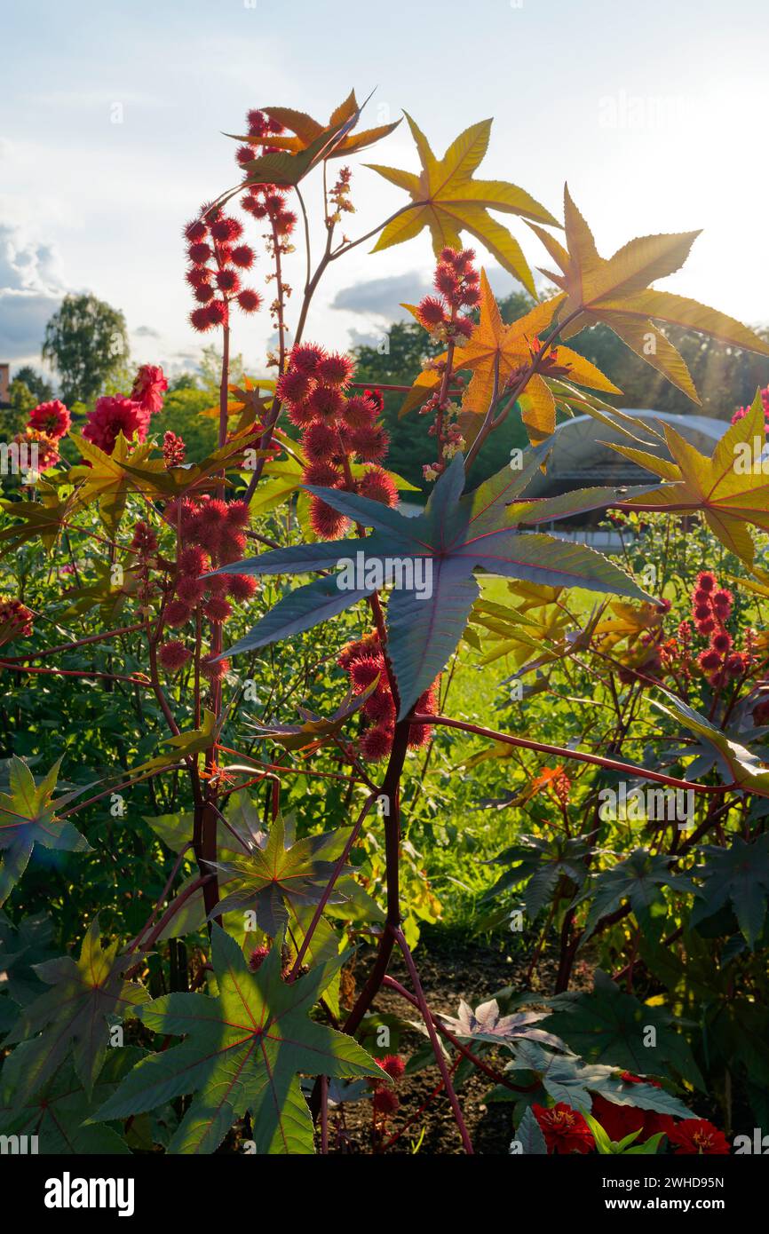 Castor oil plant poisonous ricin poison Banque de photographies et d ...
