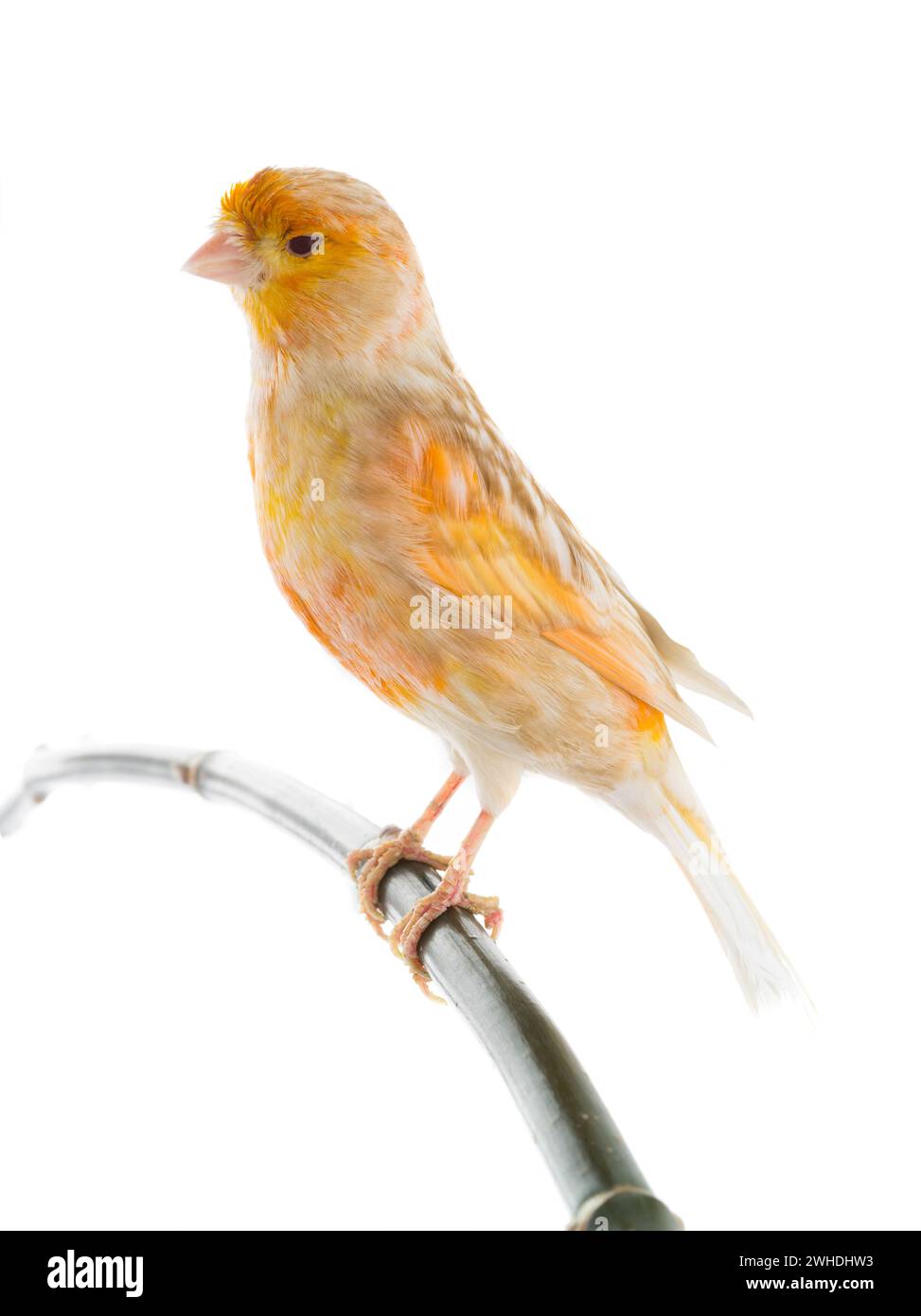 Serinus canaria canari sauvage Banque d'images détourées - Alamy