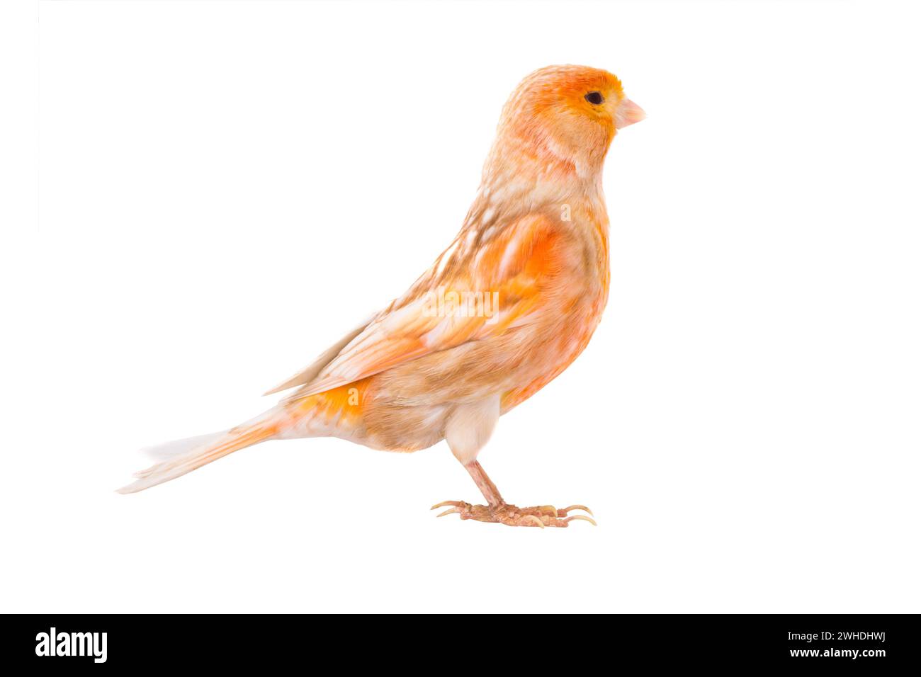 Serinus canaria canari sauvage Banque d'images détourées - Alamy