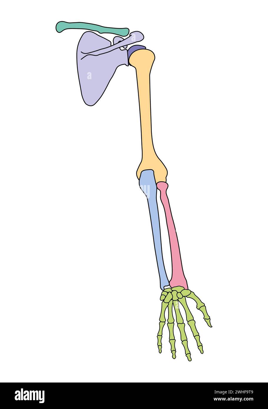 Corps humain os postérieur schéma Banque de photographies et d’images à ...