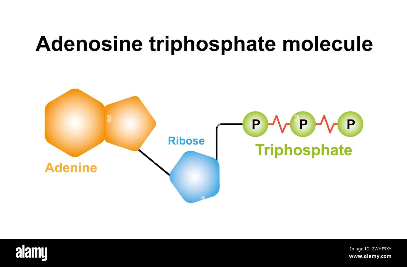 Dna model Banque d'images détourées - Alamy