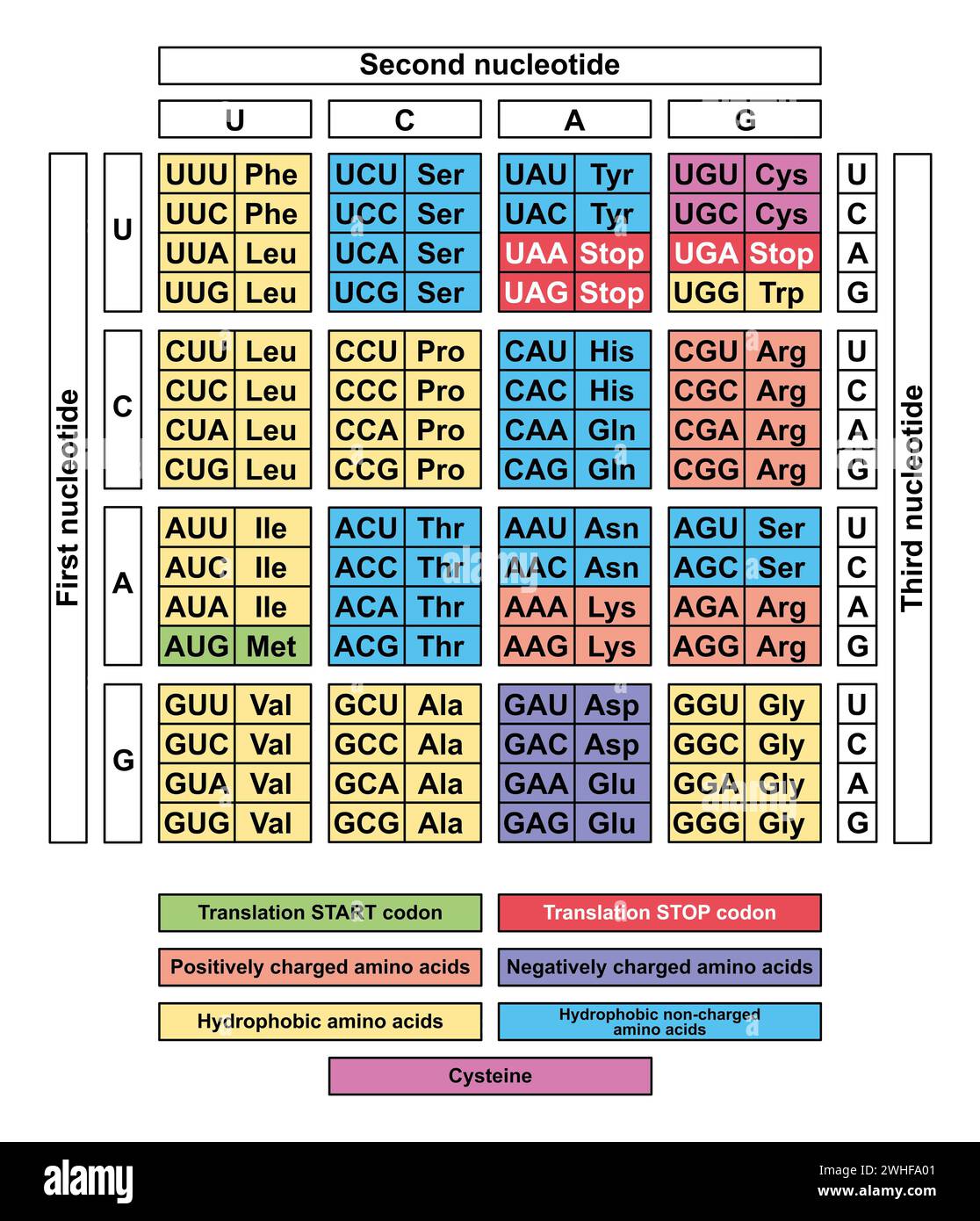 Table de codons Banque de photographies et d’images à haute résolution ...