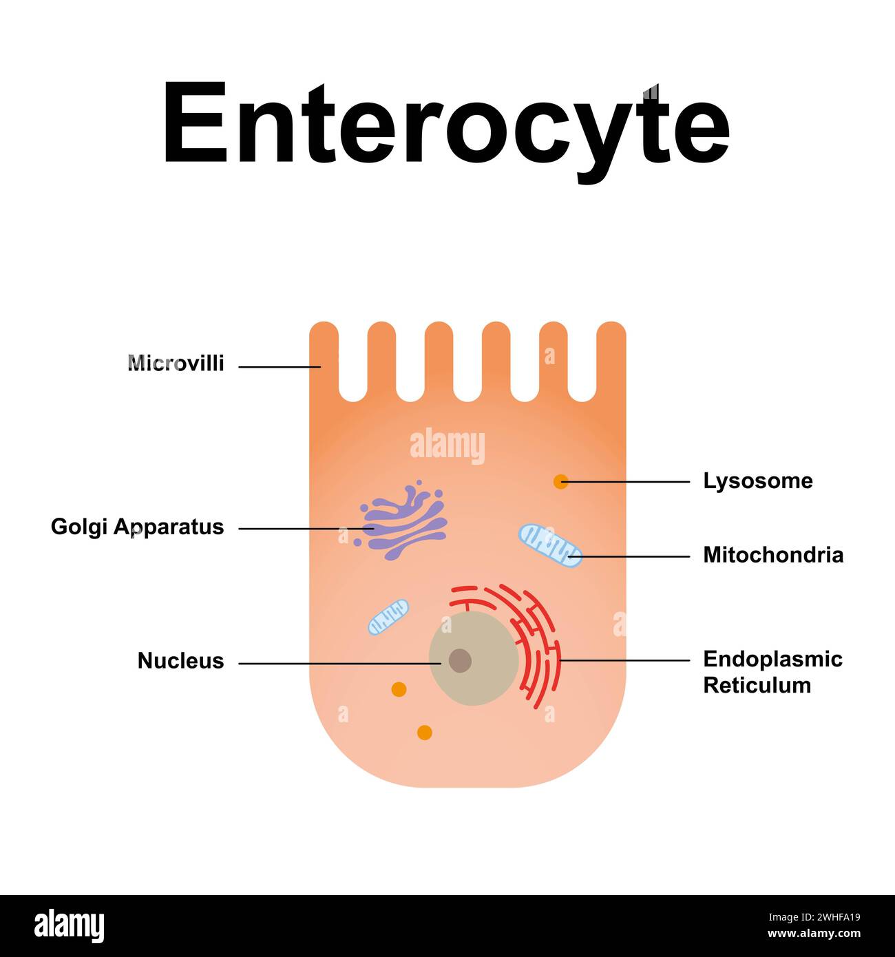 Cellules épithéliales intestinales Banque d'images détourées - Alamy