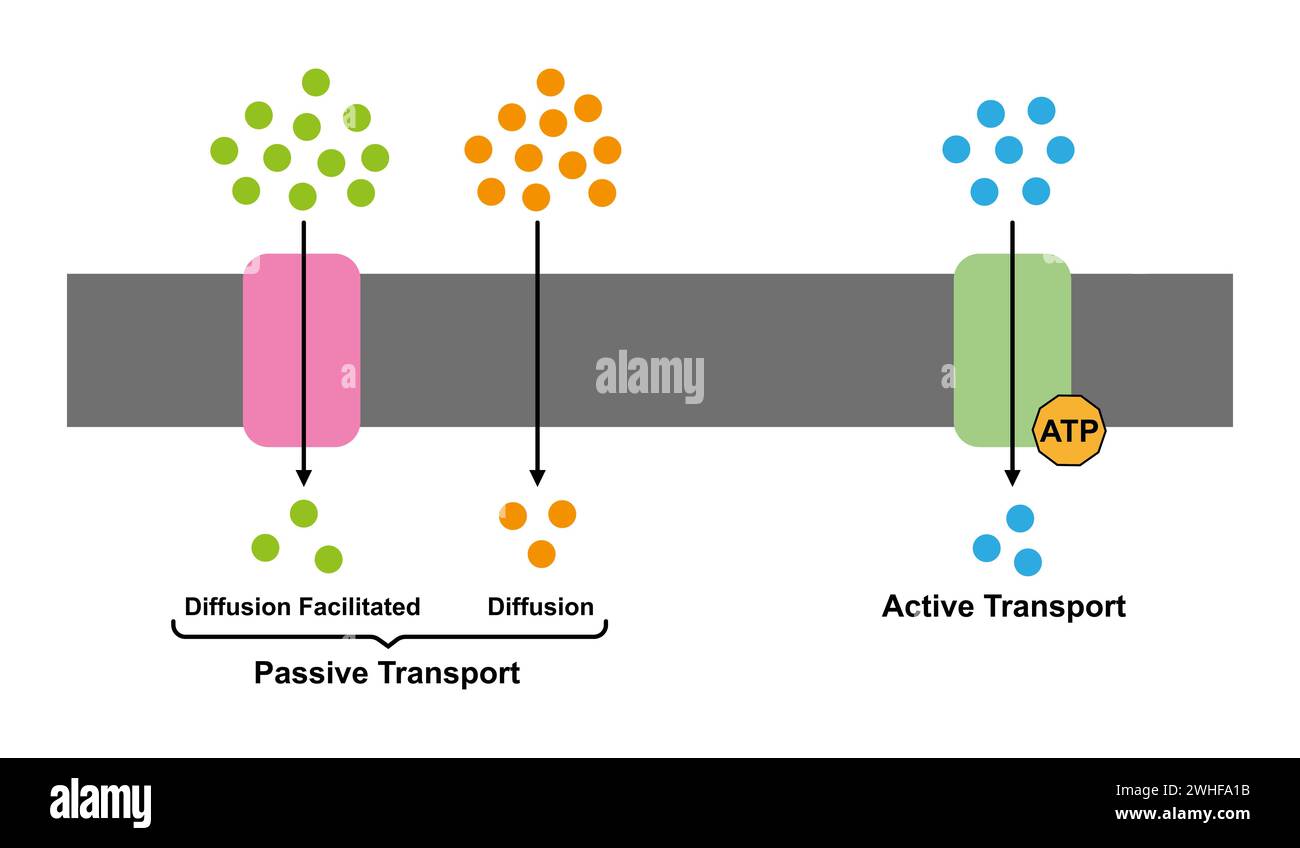 Osmose cellulaire Banque d'images détourées - Alamy