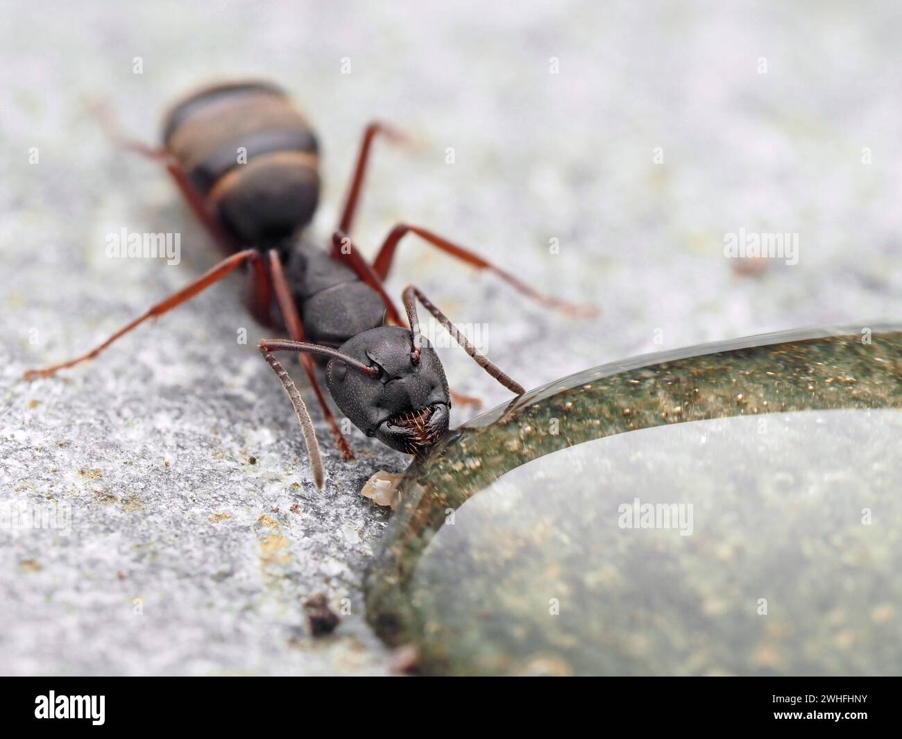 Camponotus modoc Banque de photographies et d’images à haute résolution ...