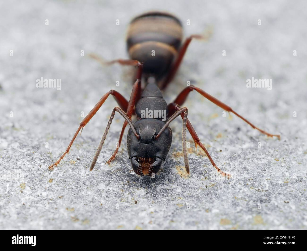 Camponotus modoc Banque de photographies et d’images à haute résolution ...
