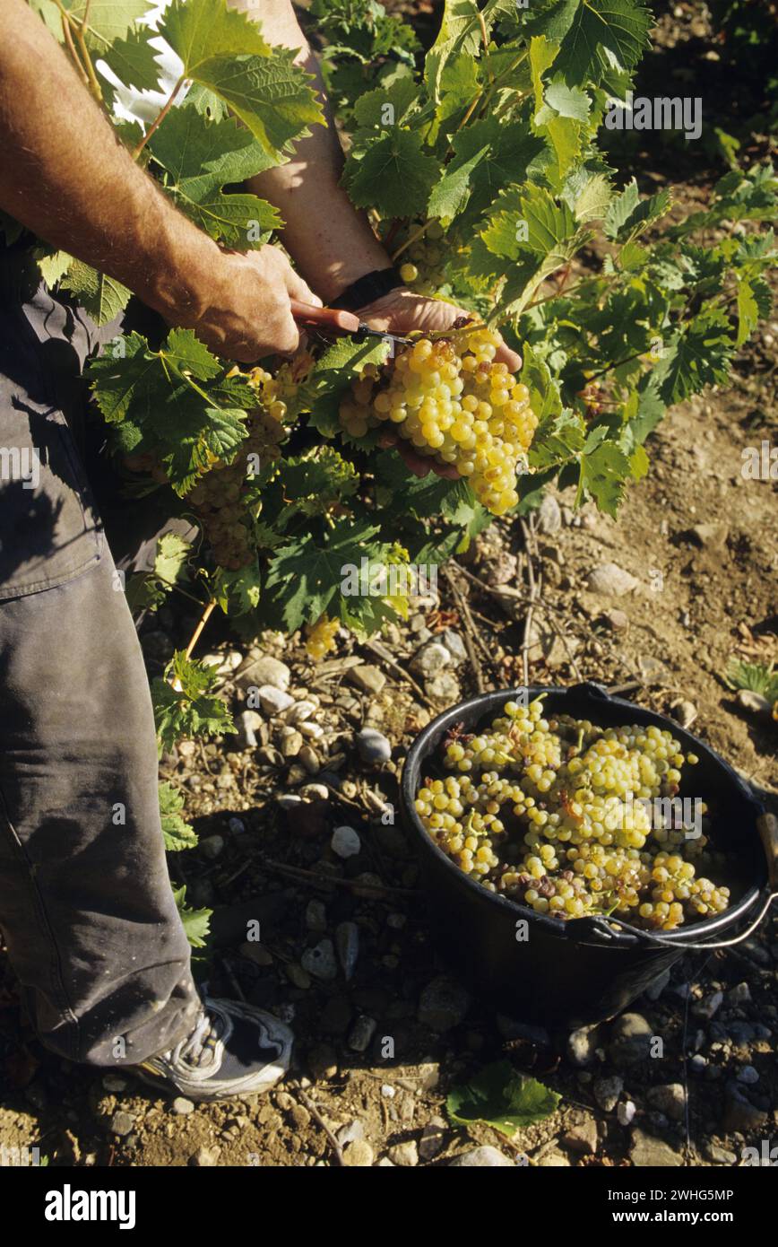 Muscat de rivesaltes Banque de photographies et d’images à haute ...