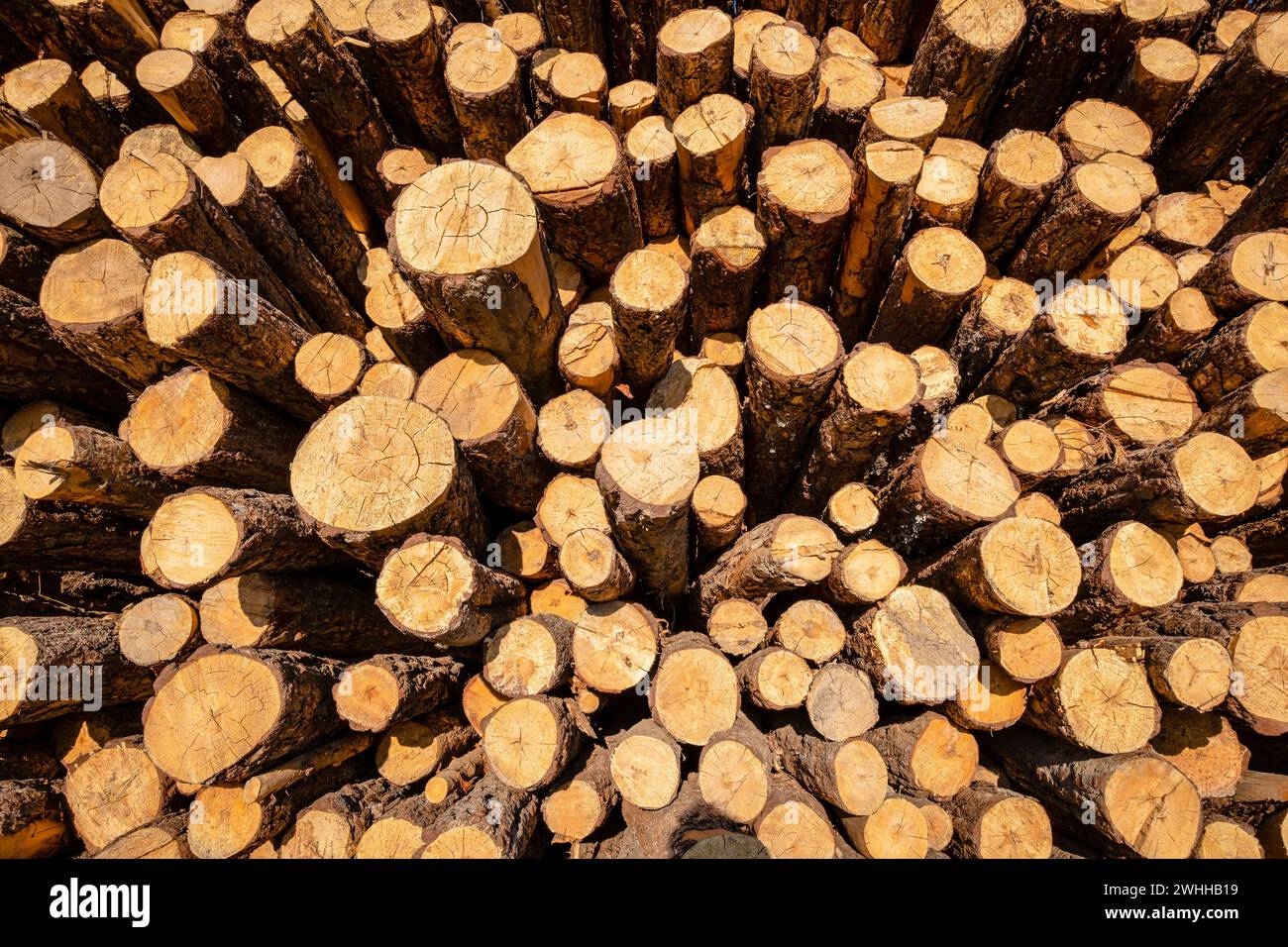 Actividad industriel procesamiento de la madera Banque de photographies ...