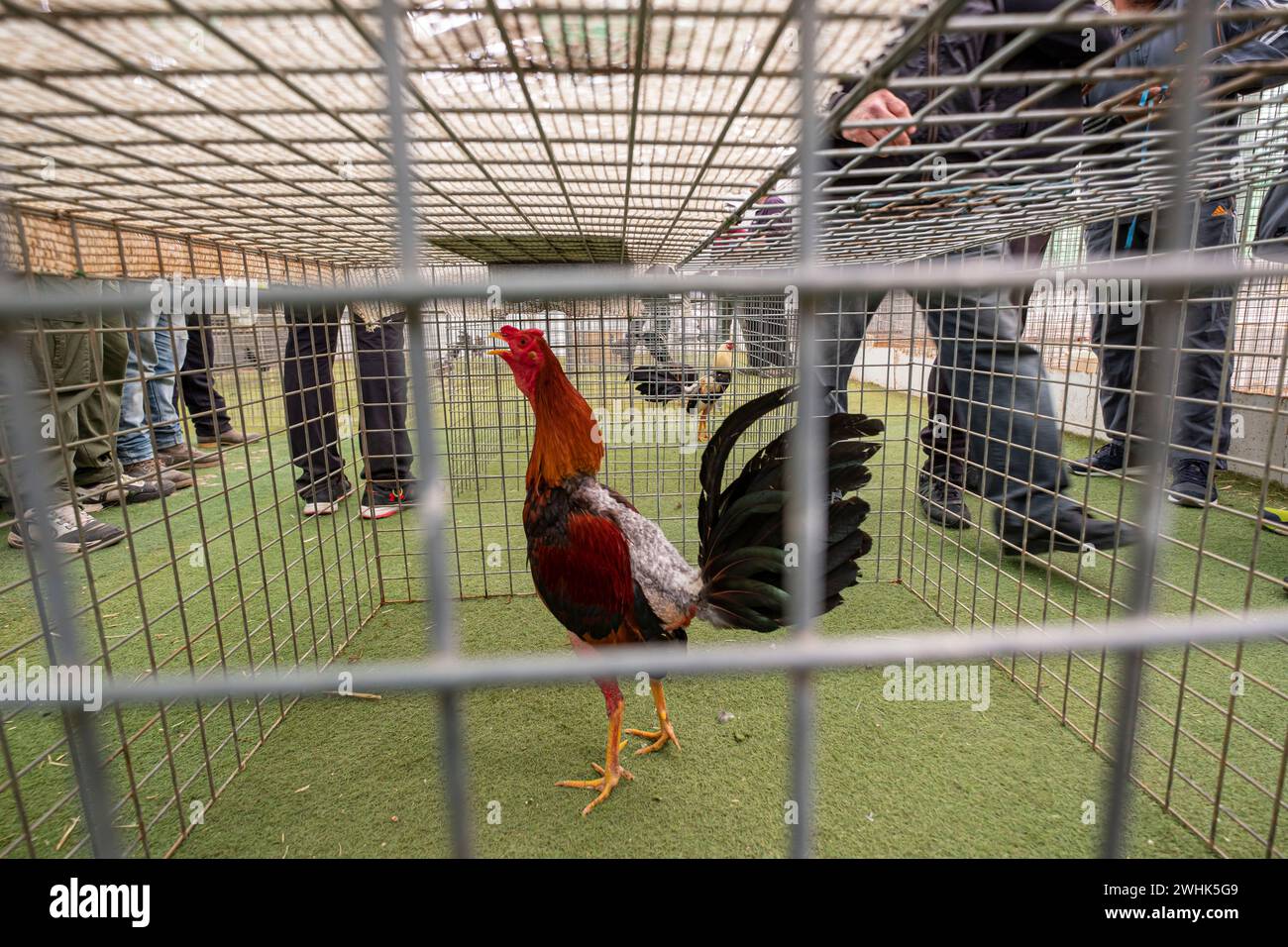 Gallo de pelea Banque de photographies et d’images à haute résolution ...
