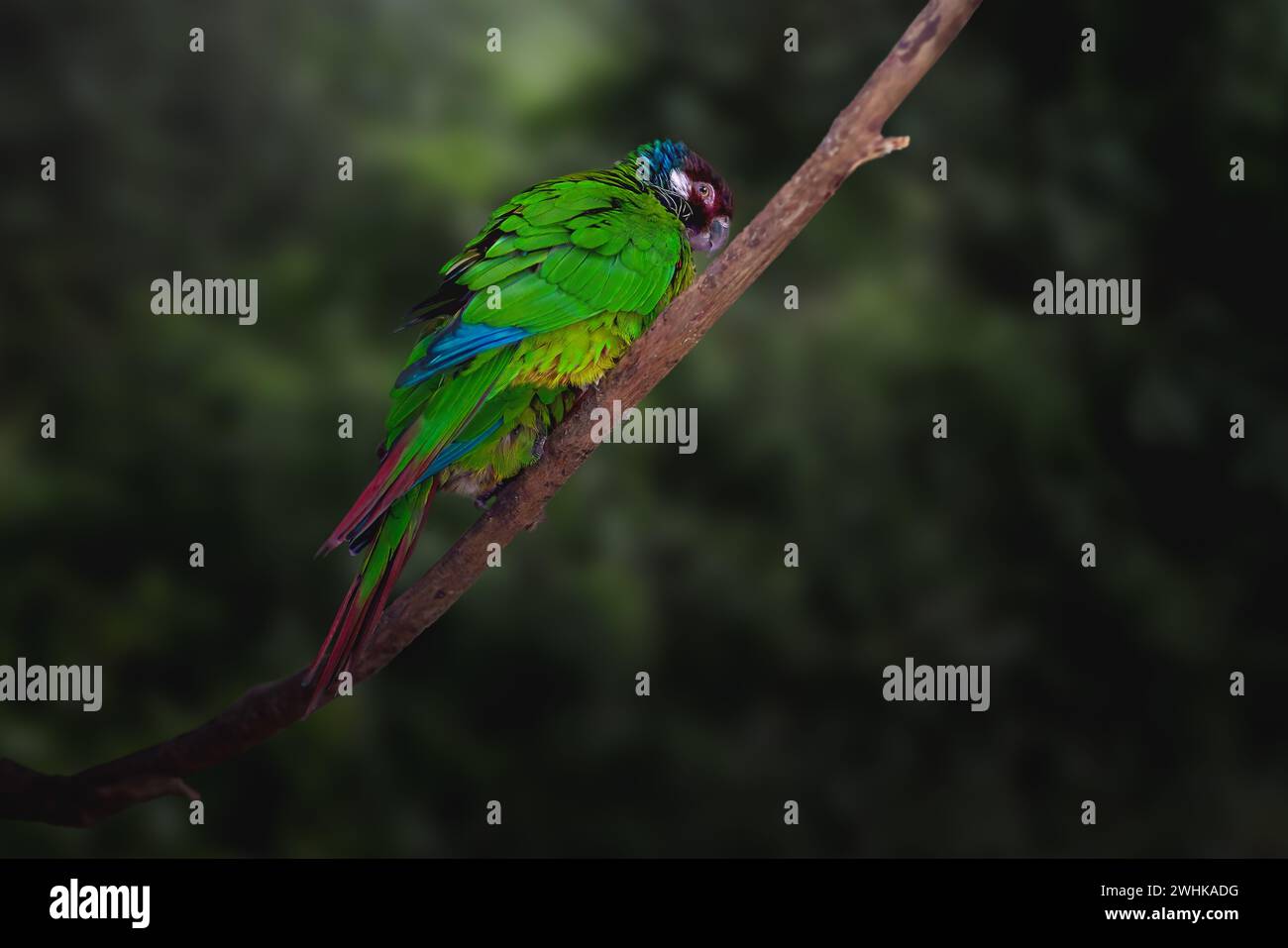 Perruche blanche Banque de photographies et d’images à haute résolution ...