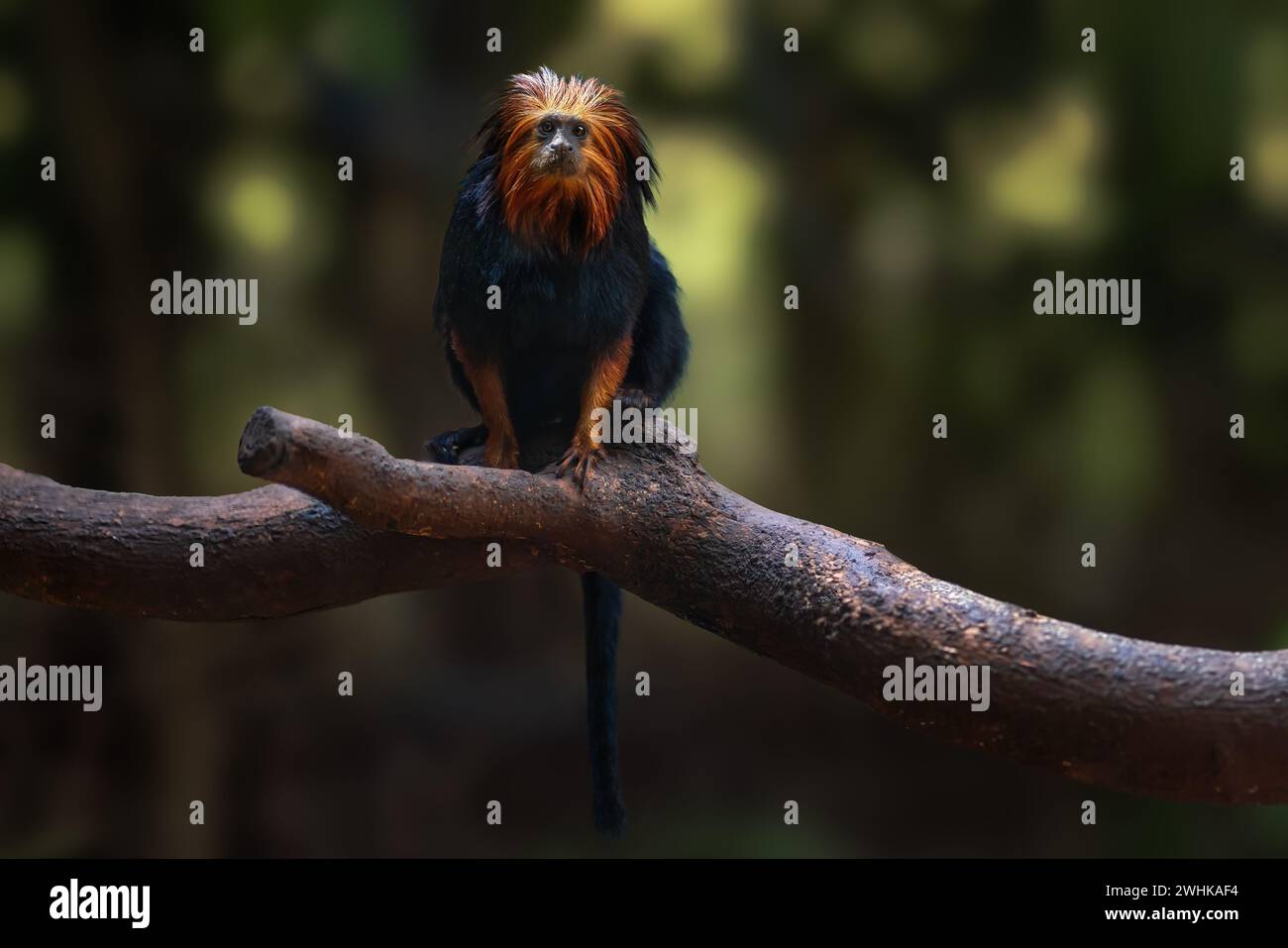 Singe lion Banque de photographies et d’images à haute résolution - Alamy