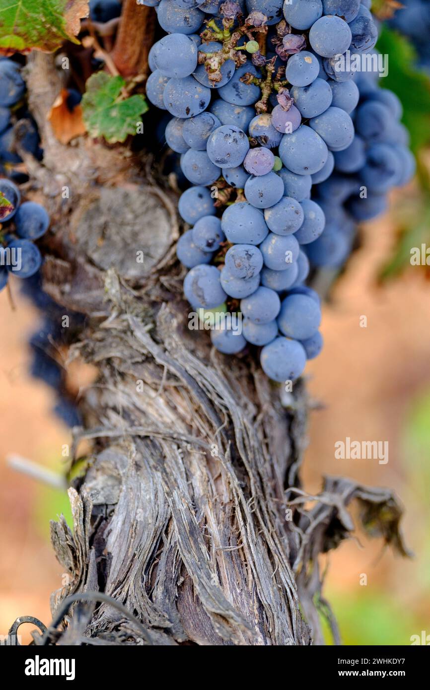 Uva merlot Banque de photographies et d’images à haute résolution - Alamy