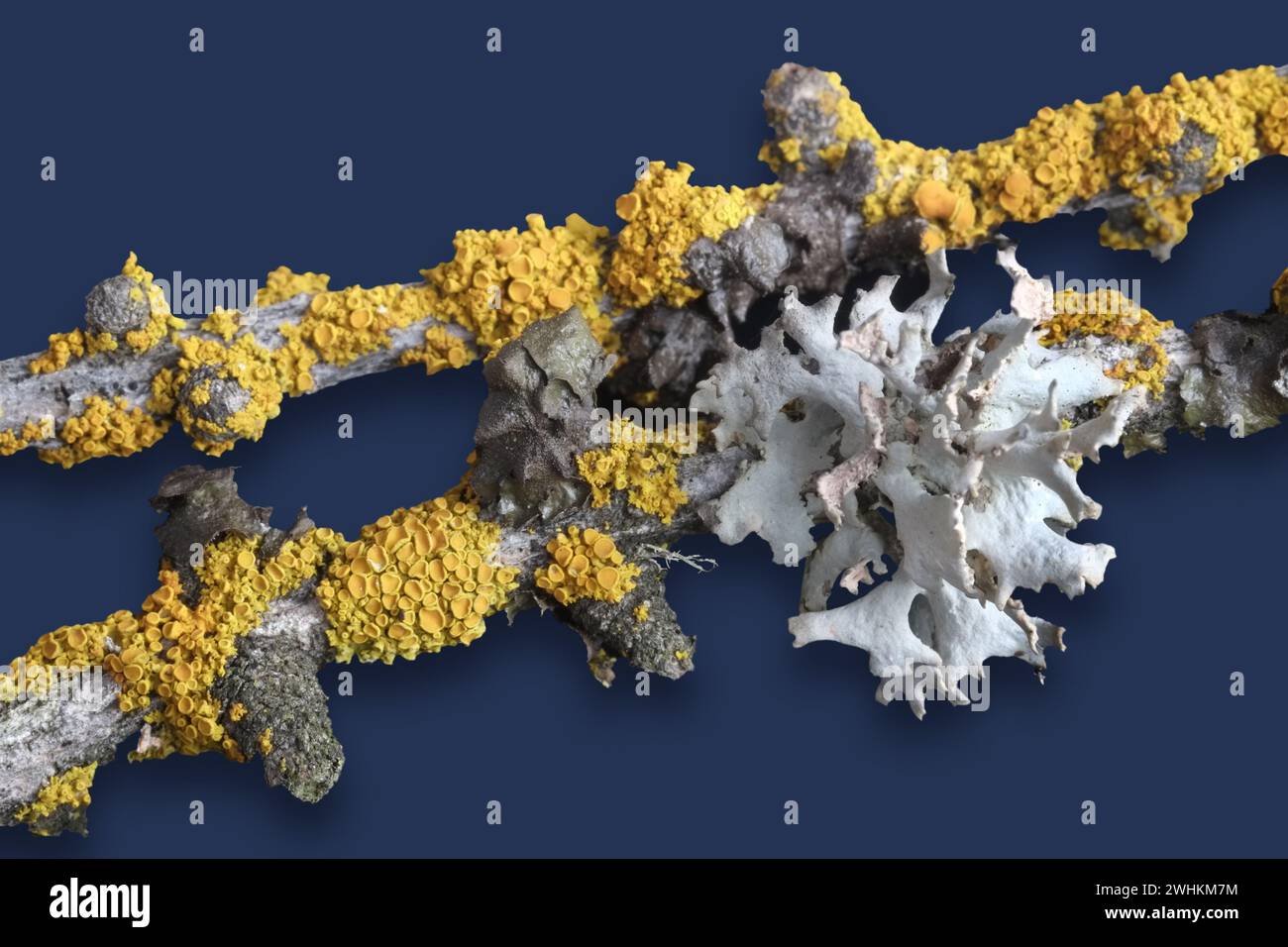 Yellow lichen Banque de photographies et d’images à haute résolution ...