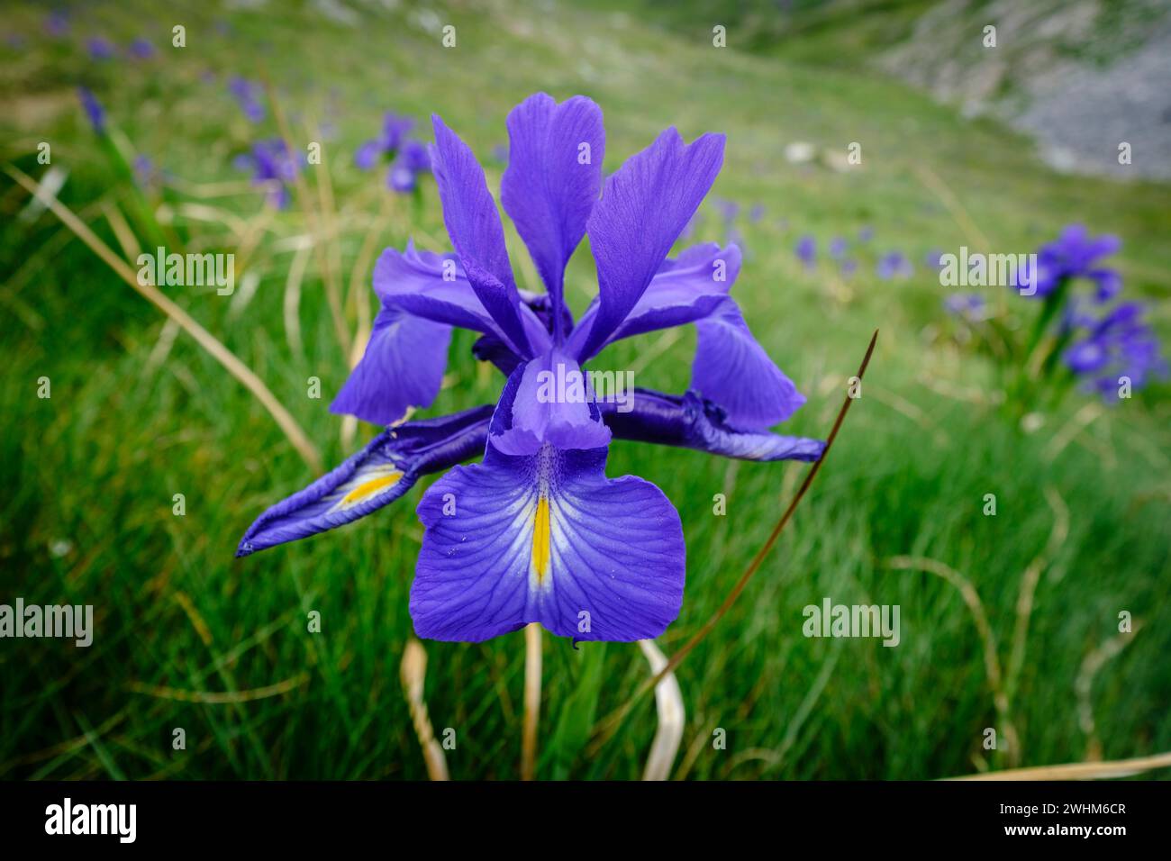 Iberian iris Banque de photographies et d’images à haute résolution - Alamy