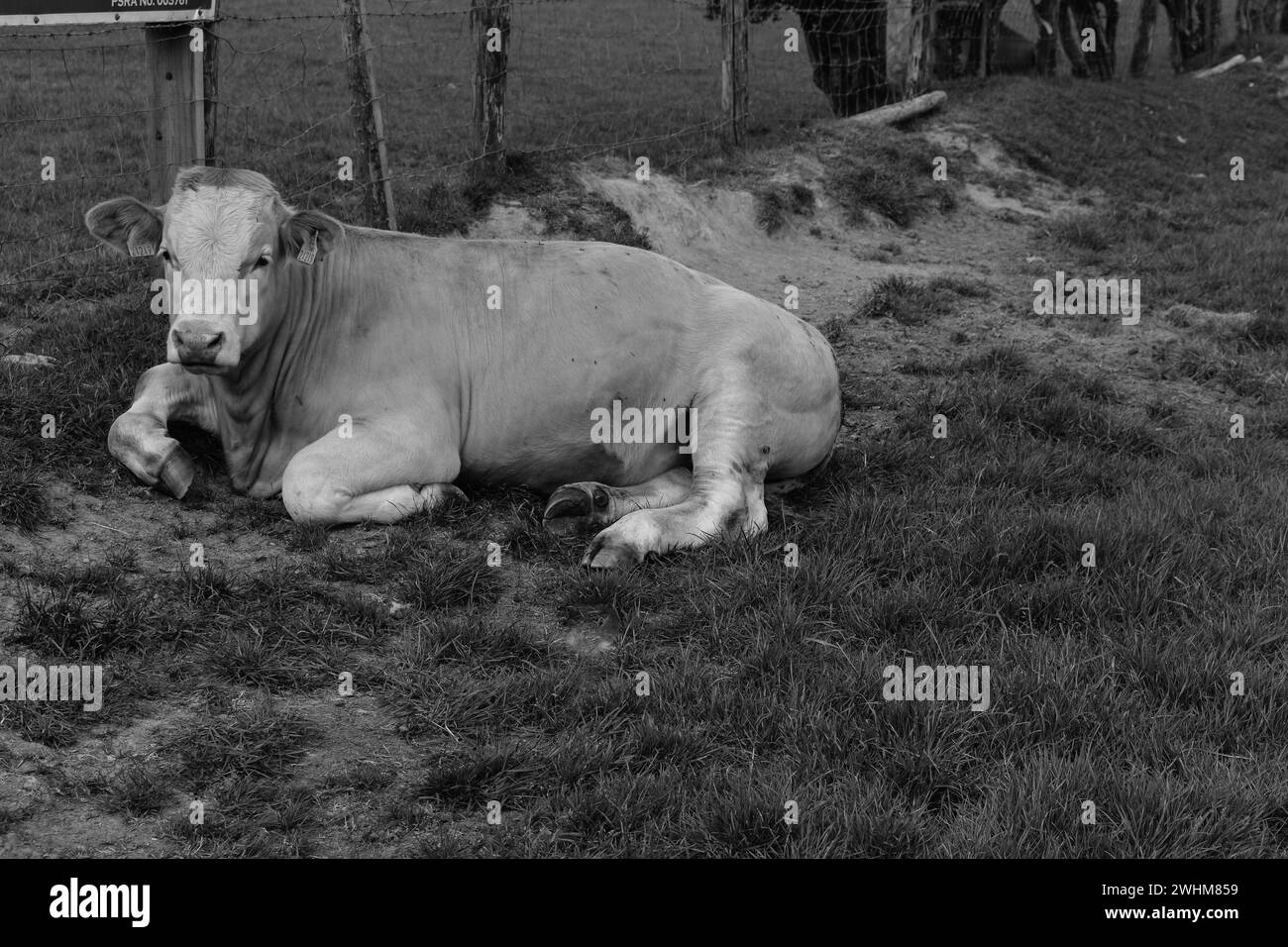 Vache noire et blanche Banque d'images noir et blanc - Alamy