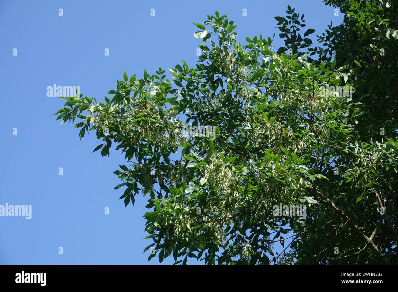 Fraxinus pennsylvanica Banque de photographies et d’images à haute ...