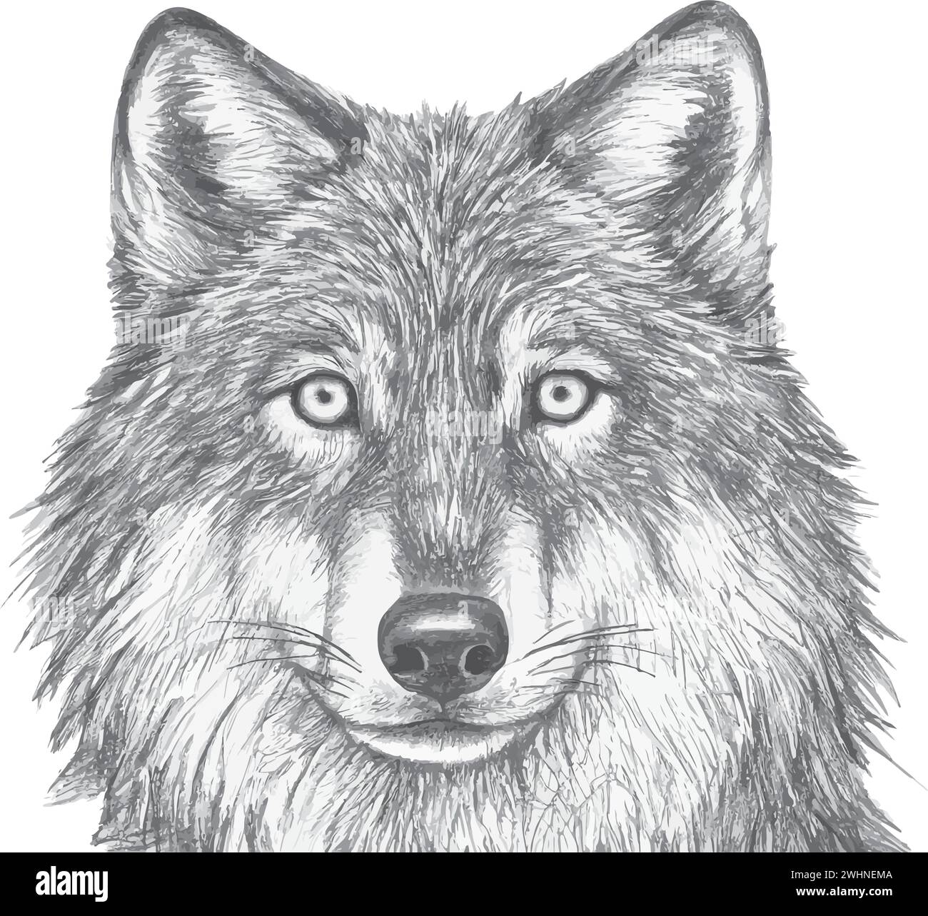 Loup de profil Banque d'images vectorielles - Alamy