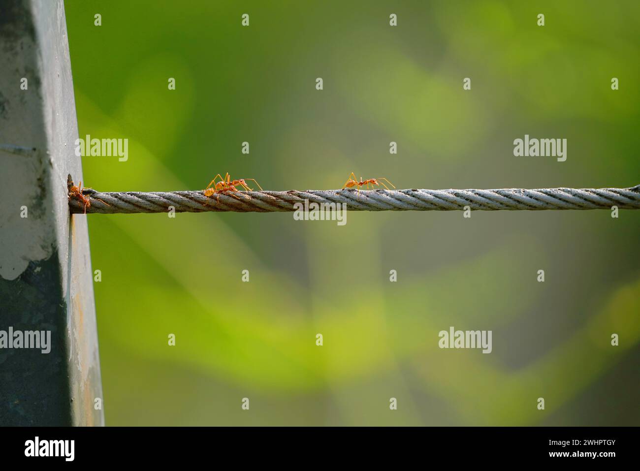 Communication fourmis Banque de photographies et d’images à haute ...