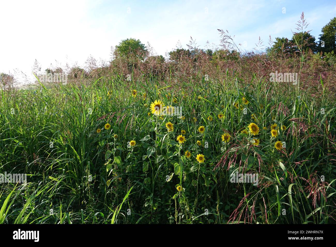 Millet vert Banque de photographies et d’images à haute résolution - Alamy
