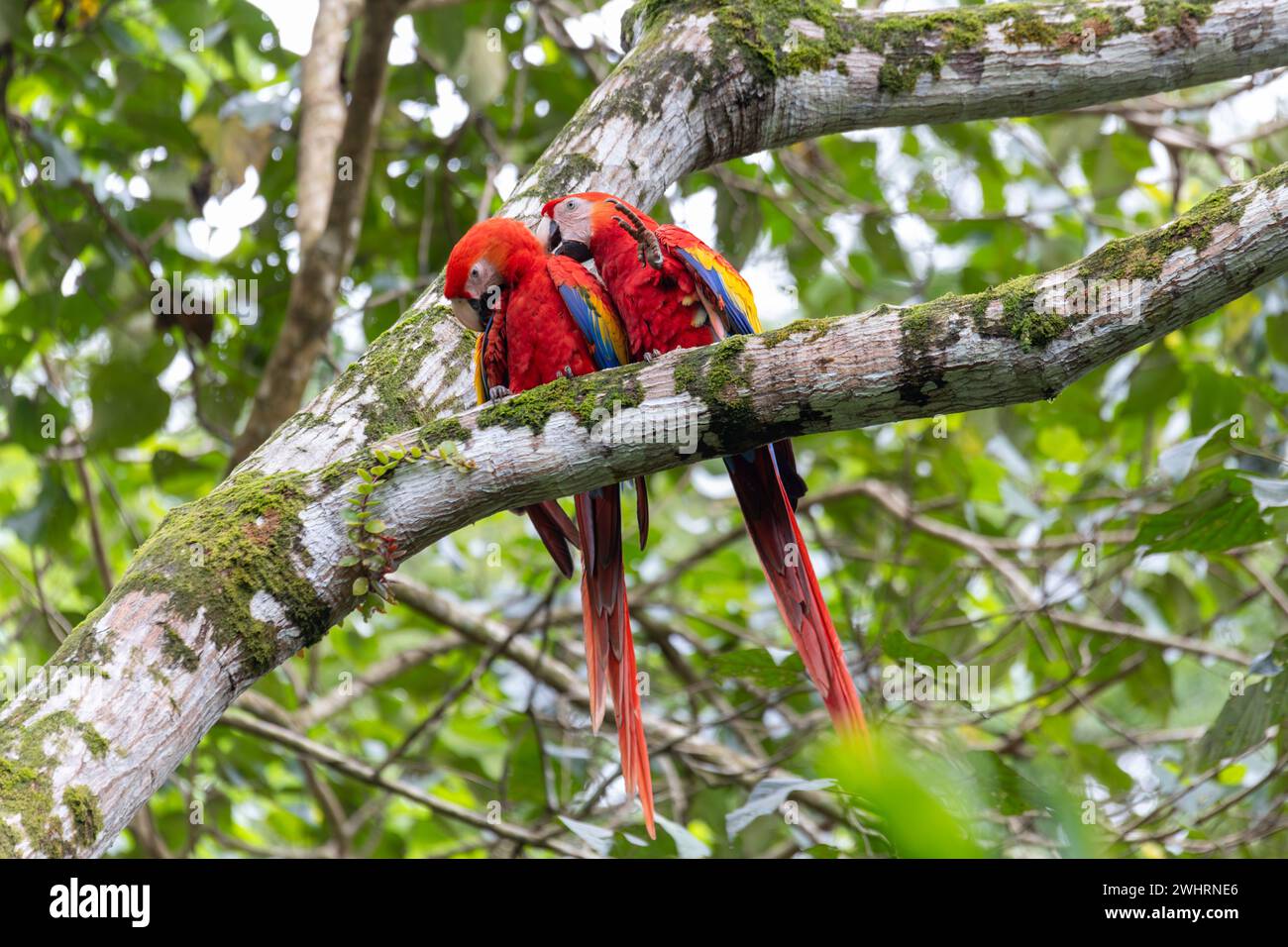 Ara rouge du costa rica Banque de photographies et d’images à haute ...