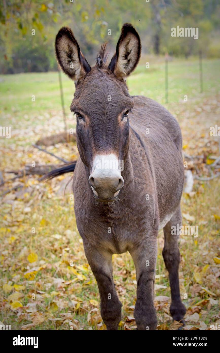 Donkey face portrait ears Banque de photographies et d’images à haute ...