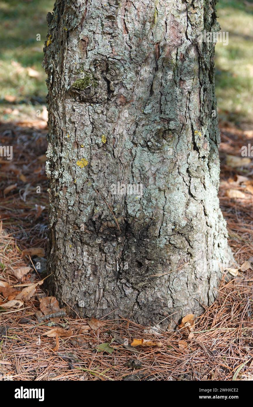 Pin cembra Banque de photographies et d’images à haute résolution - Alamy