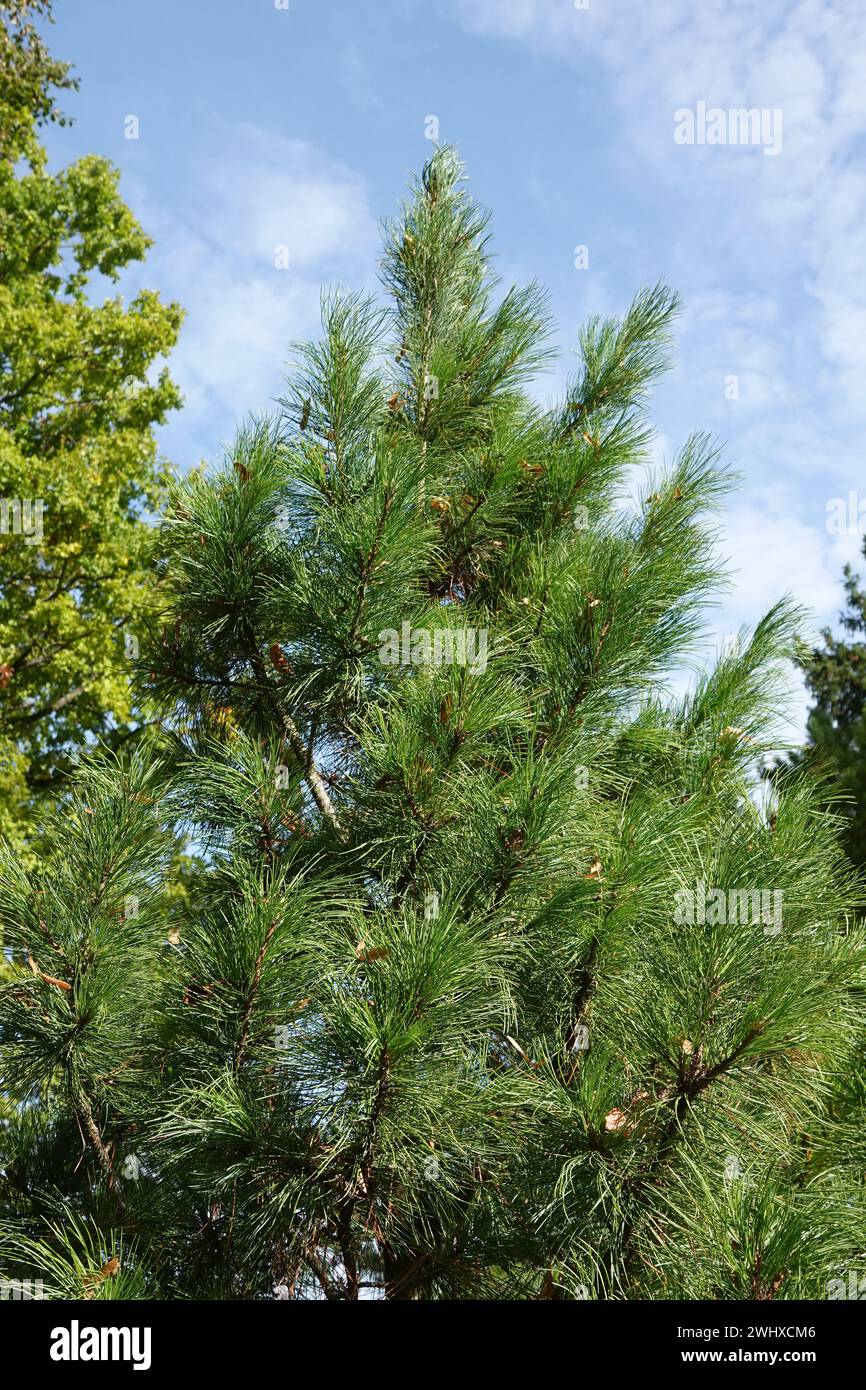 Pin cembra Banque de photographies et d’images à haute résolution - Alamy