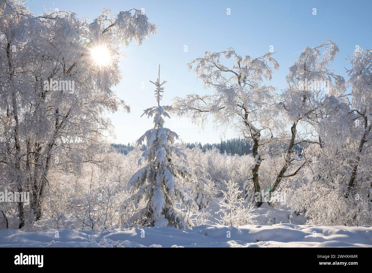 Belle journée ensoleillée en hiver Banque de photographies et d’images ...