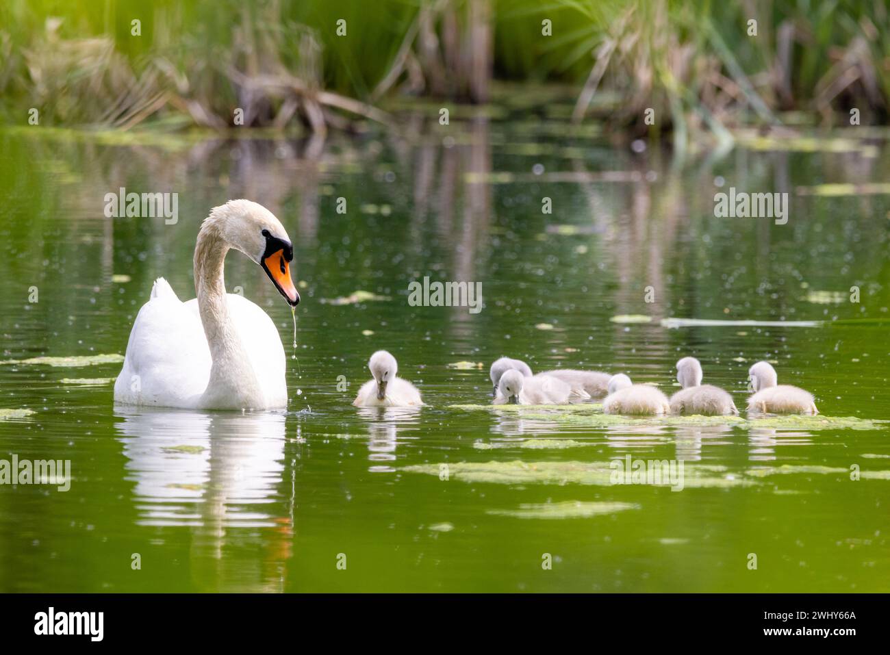 Evolution de la famille Banque de photographies et d’images à haute ...