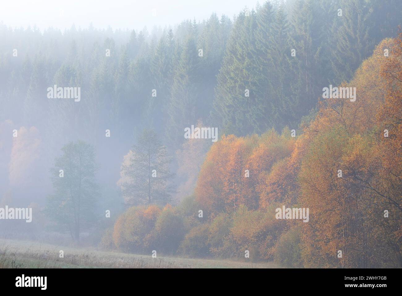 Forêt automne belgique Banque de photographies et d’images à haute ...