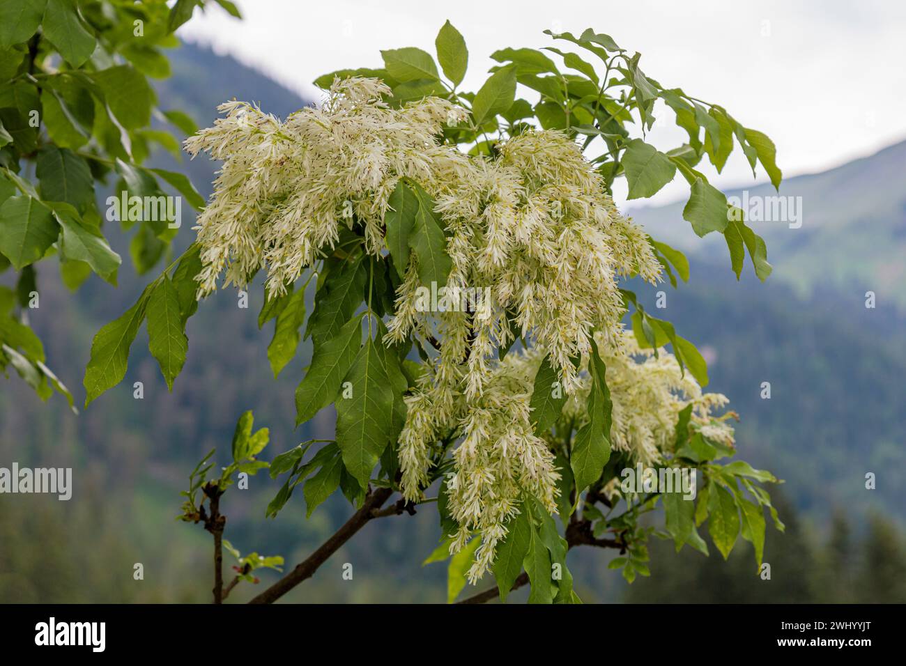 Manna ash fraxinus ornus Banque de photographies et d’images à haute ...