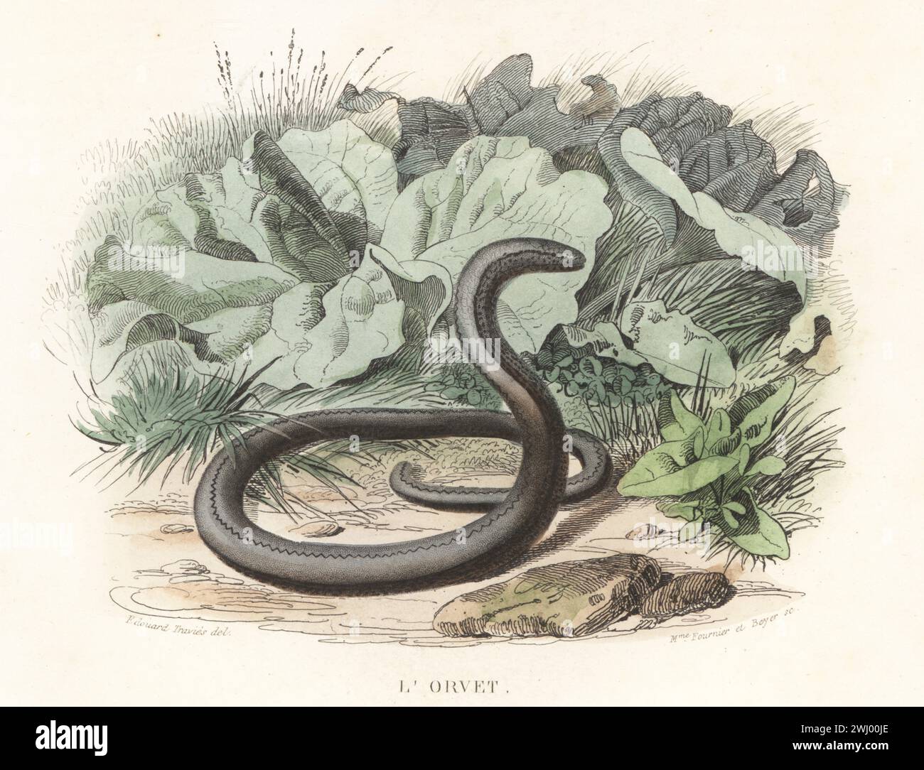 Charles beyer Banque de photographies et d’images à haute résolution ...