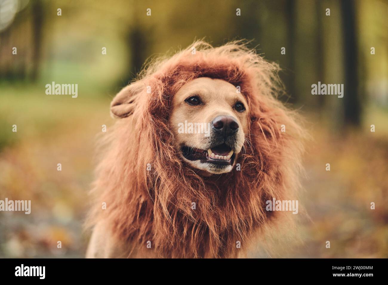 Lion domestique Banque de photographies et d’images à haute résolution ...