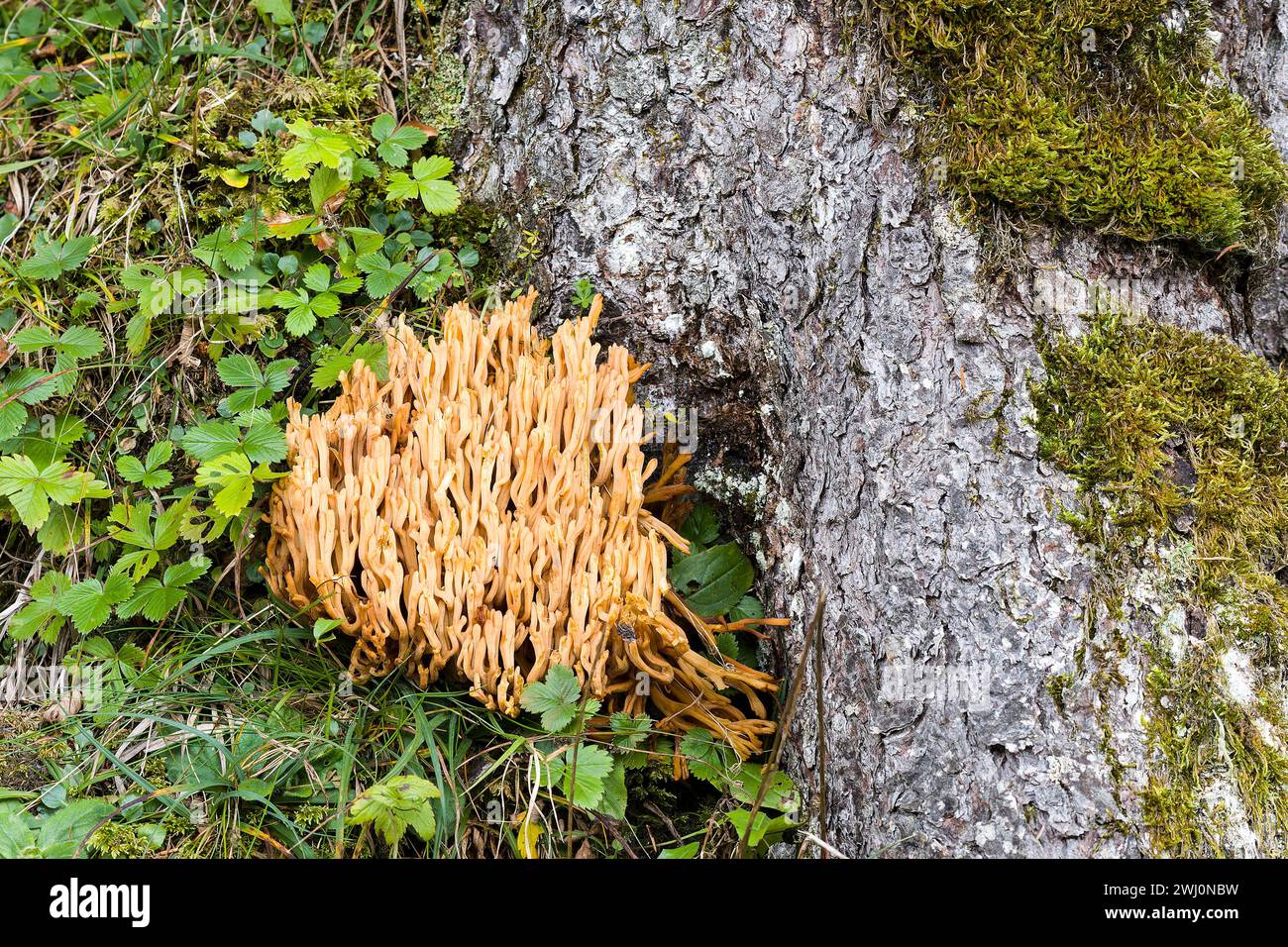 Ramaria stricta Banque de photographies et d’images à haute résolution ...