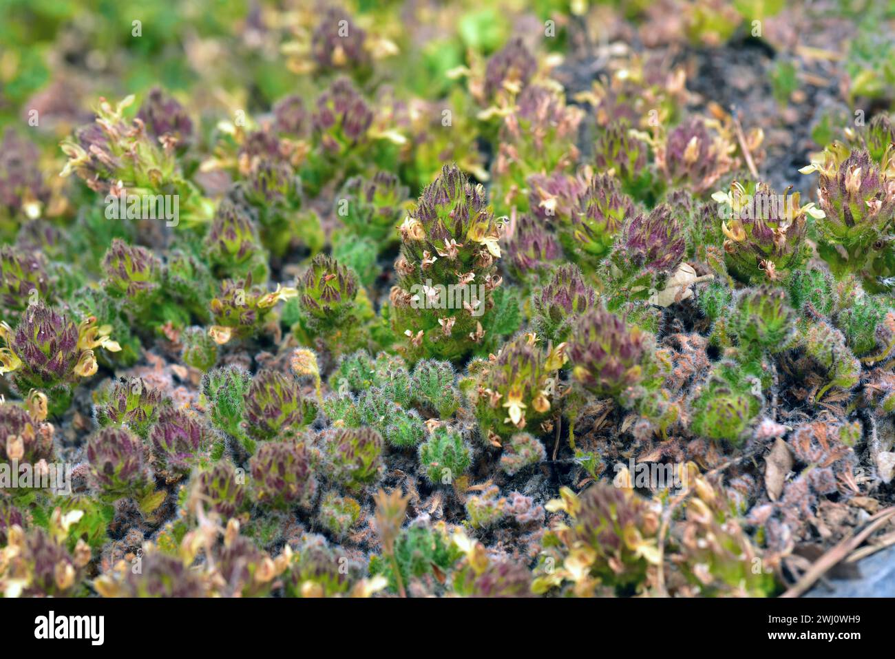 Teucrium compactum Banque de photographies et d’images à haute ...