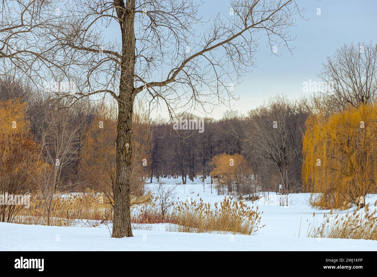 Parc angrignon neige Banque de photographies et d’images à haute ...