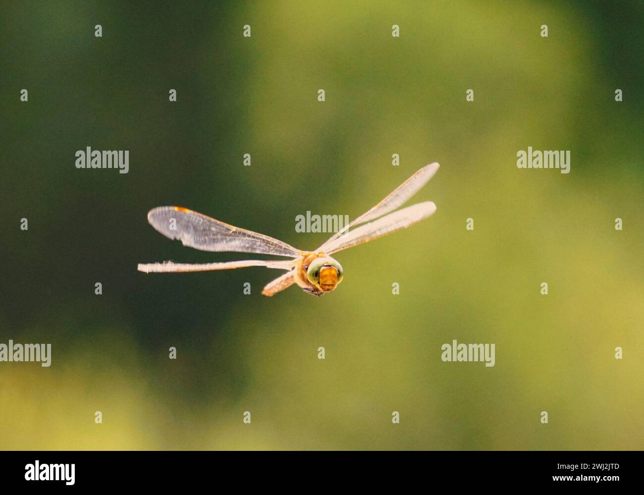 Vol des ailes d'insectes Banque de photographies et d’images à haute ...