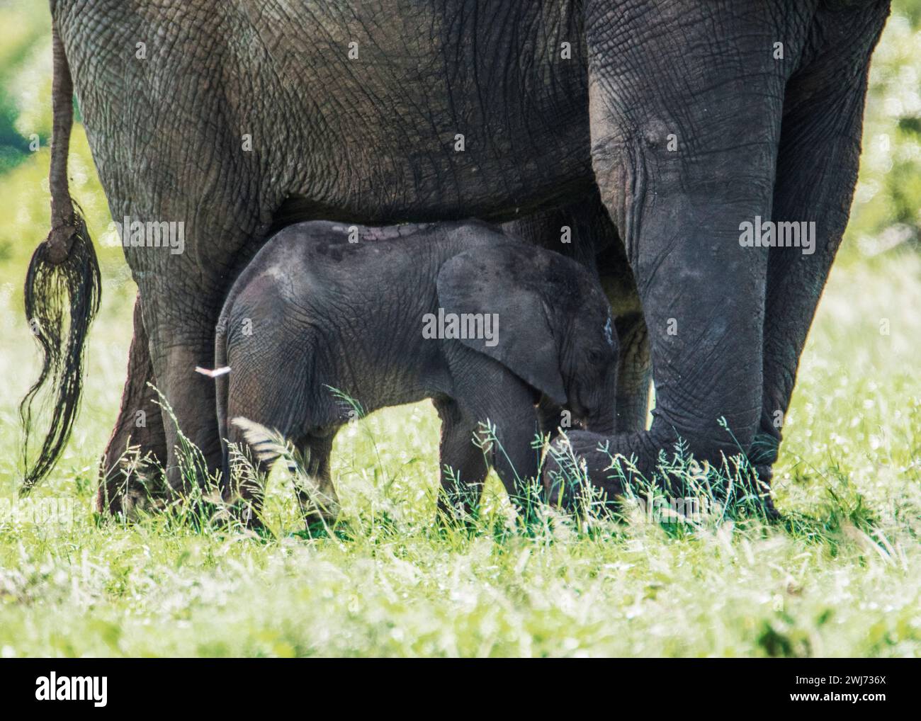 Elephant meat Banque de photographies et d’images à haute résolution ...
