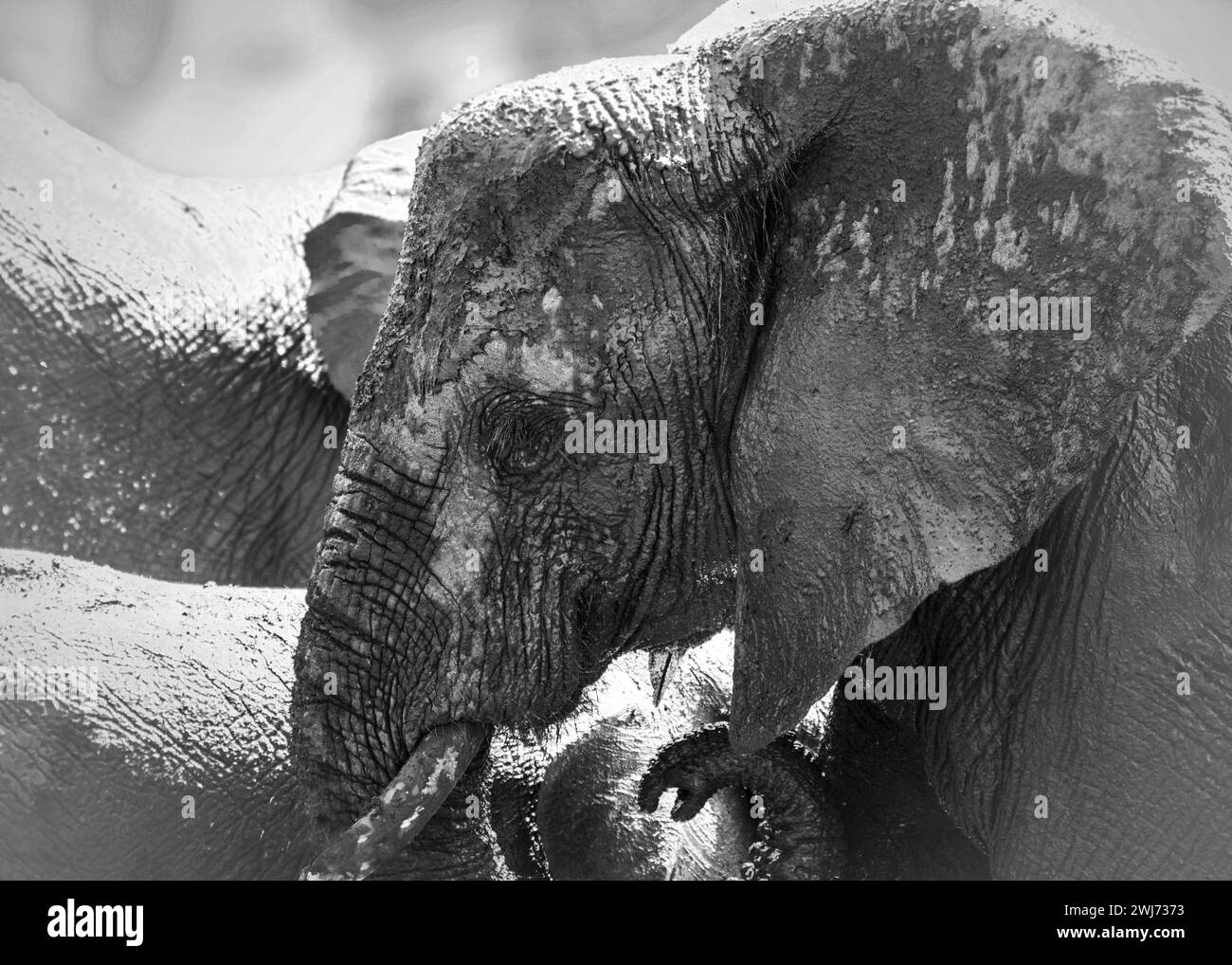 Parc national kruger oiseaux Banque d'images noir et blanc - Alamy
