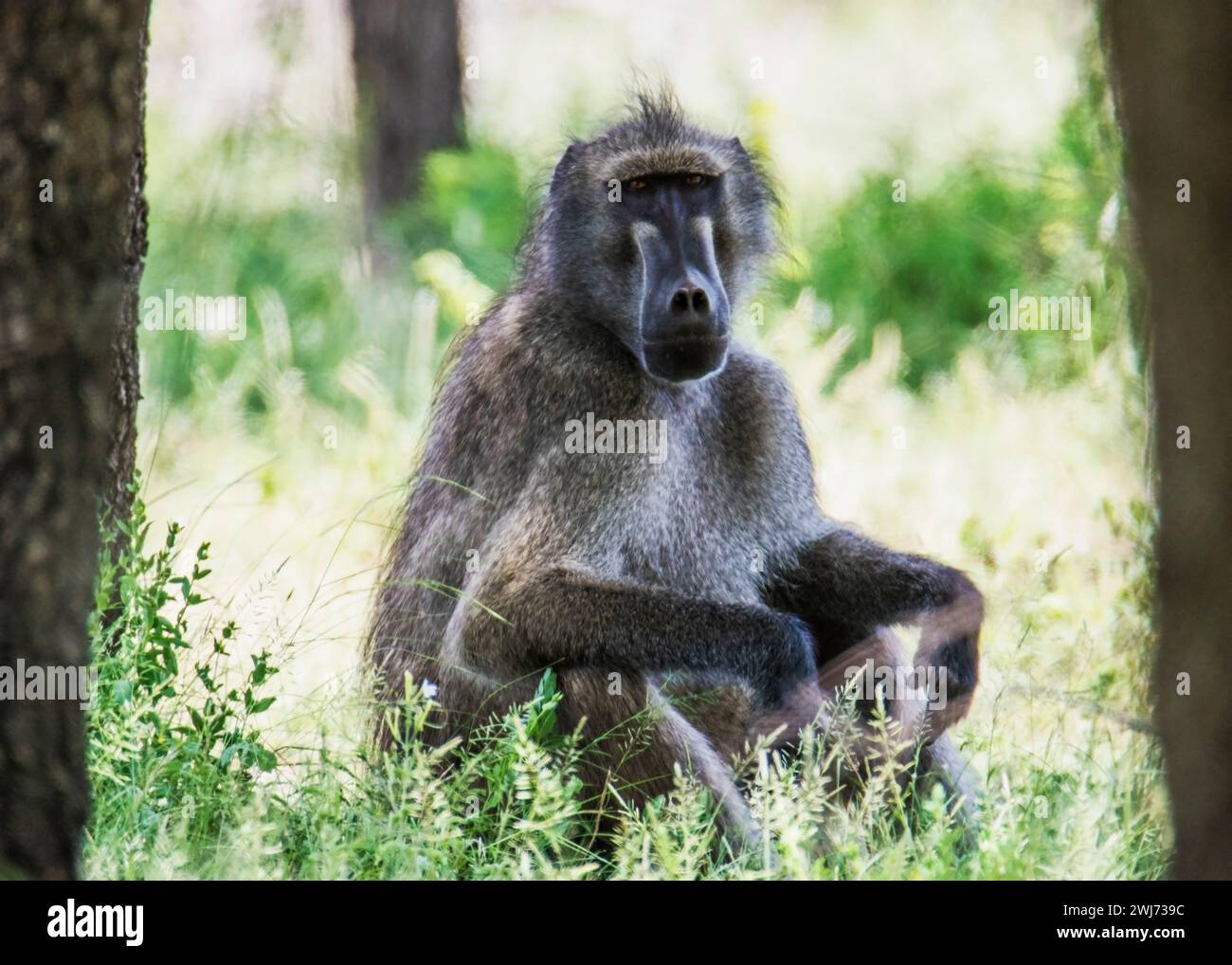 Alimentation de babouin Banque de photographies et d’images à haute ...