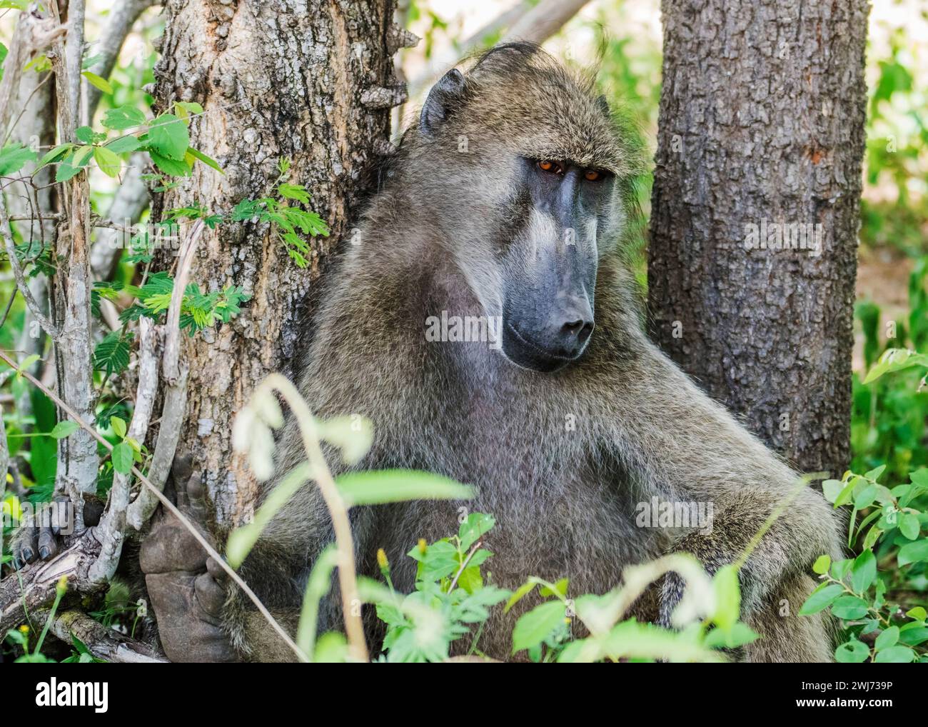 Alimentation de babouin Banque de photographies et d’images à haute ...