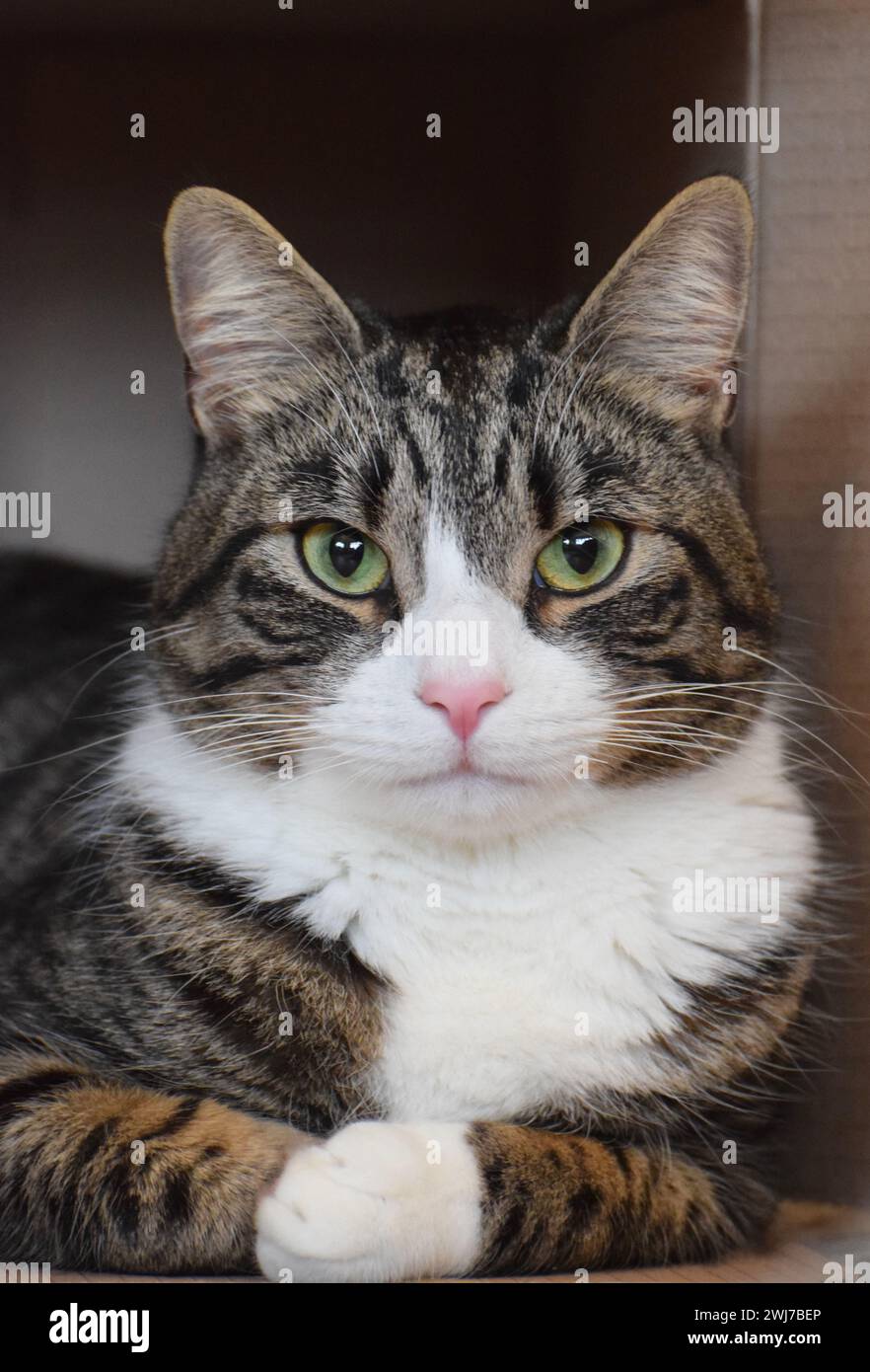 Chat noir et marron et blanc Banque de photographies et d’images à ...