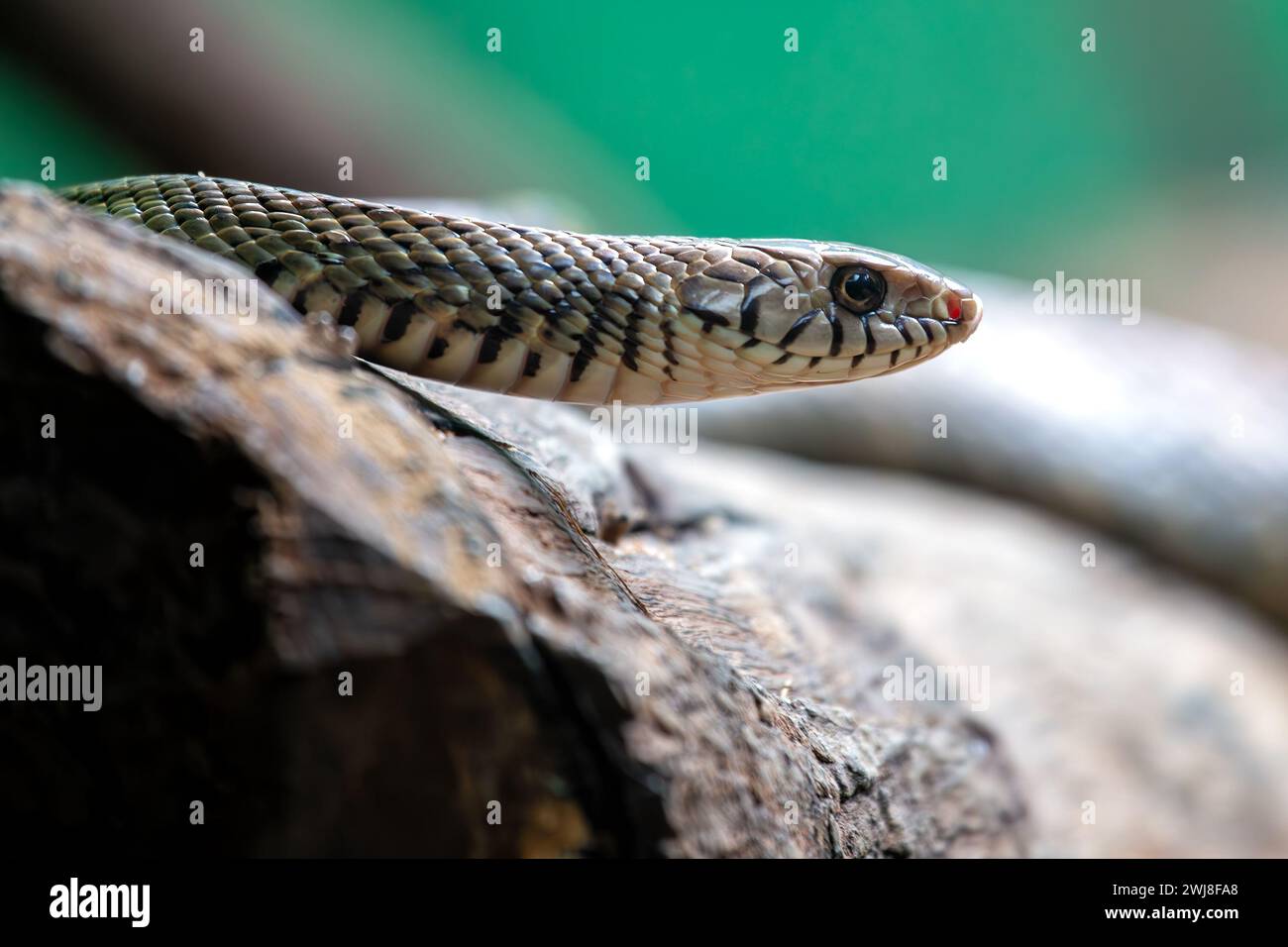 Le serpent de rat commun (Pantherophis alleghaniensis) est un serpent ...